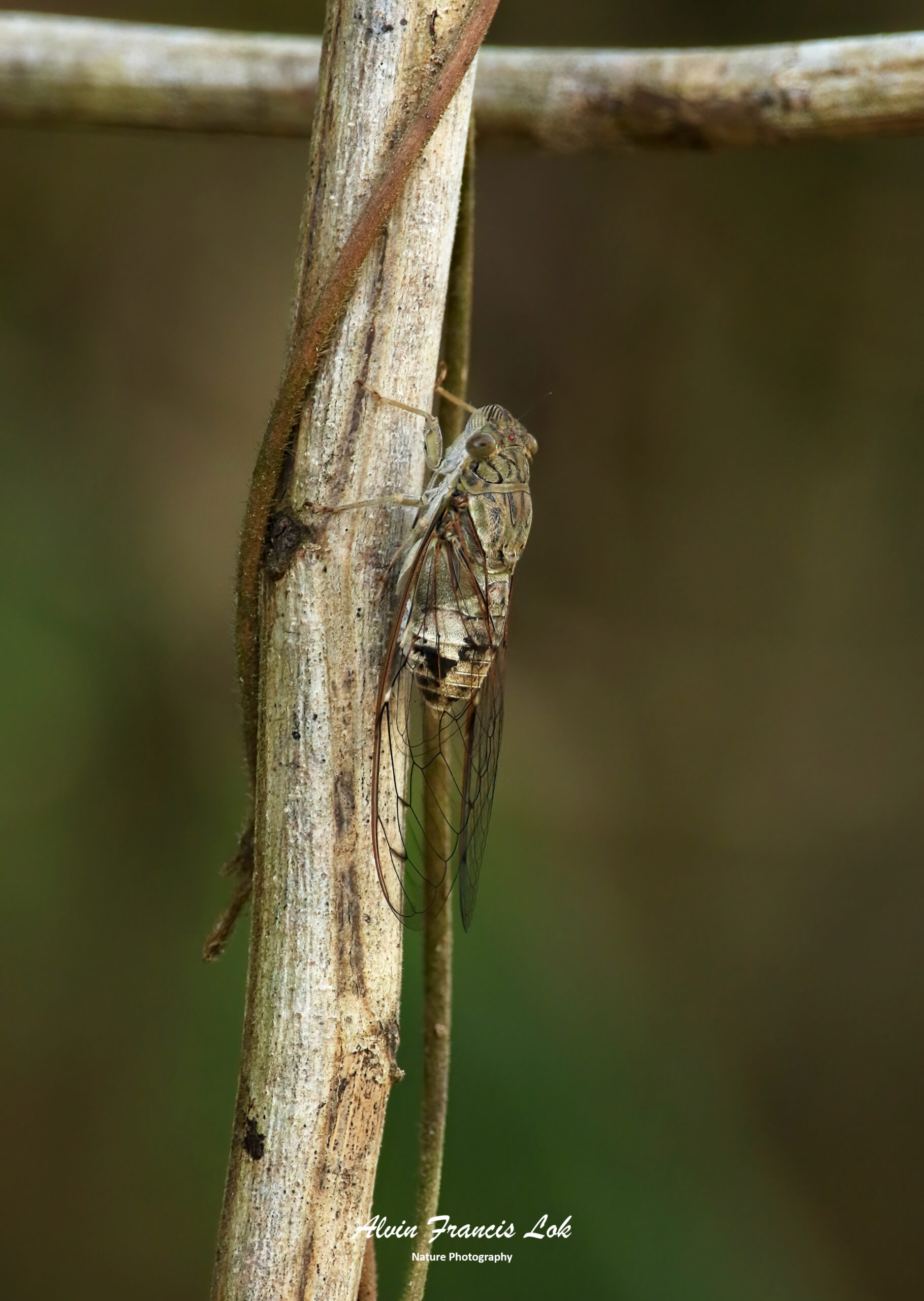 Family Cicadidae (Cicadas) - Biodiversity (Singapore)
