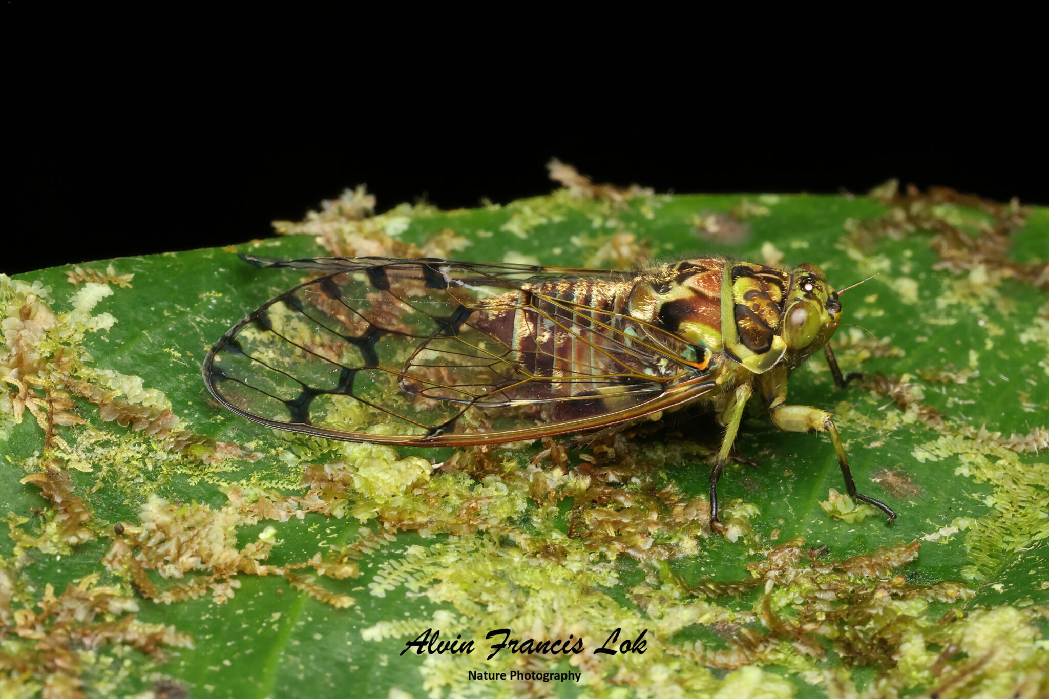 Family Cicadidae (Cicadas) - Biodiversity (Singapore)