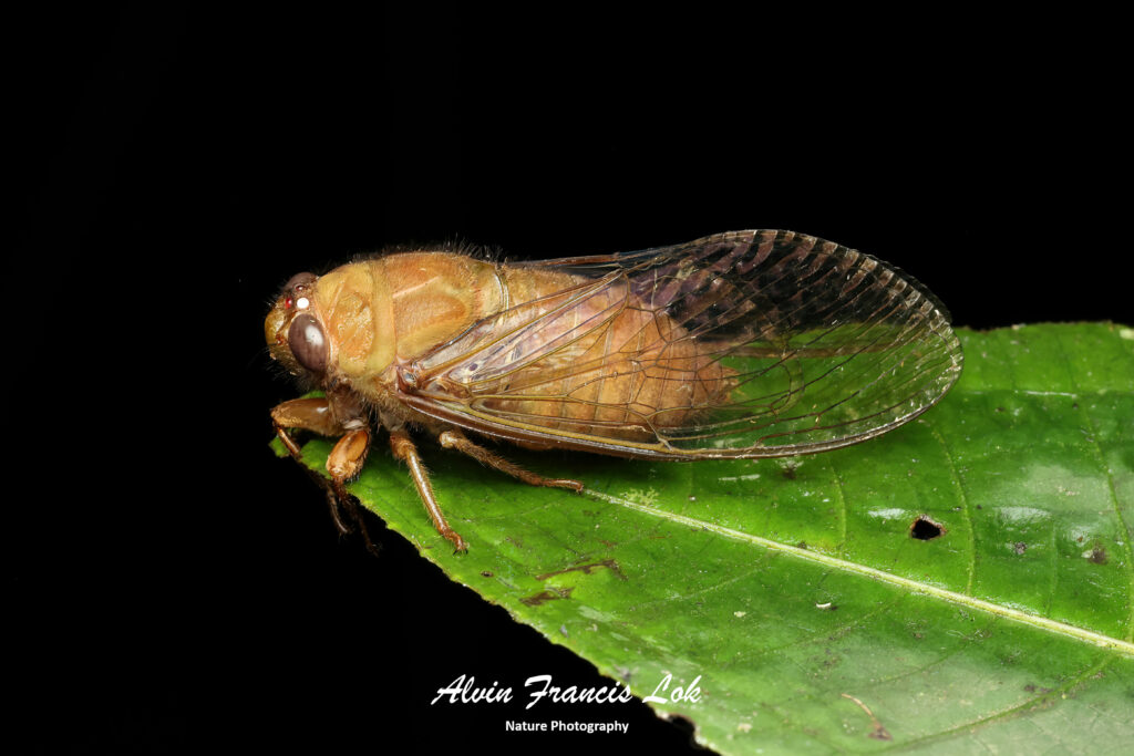 Hemiptera True Bugs Biodiversity Singapore