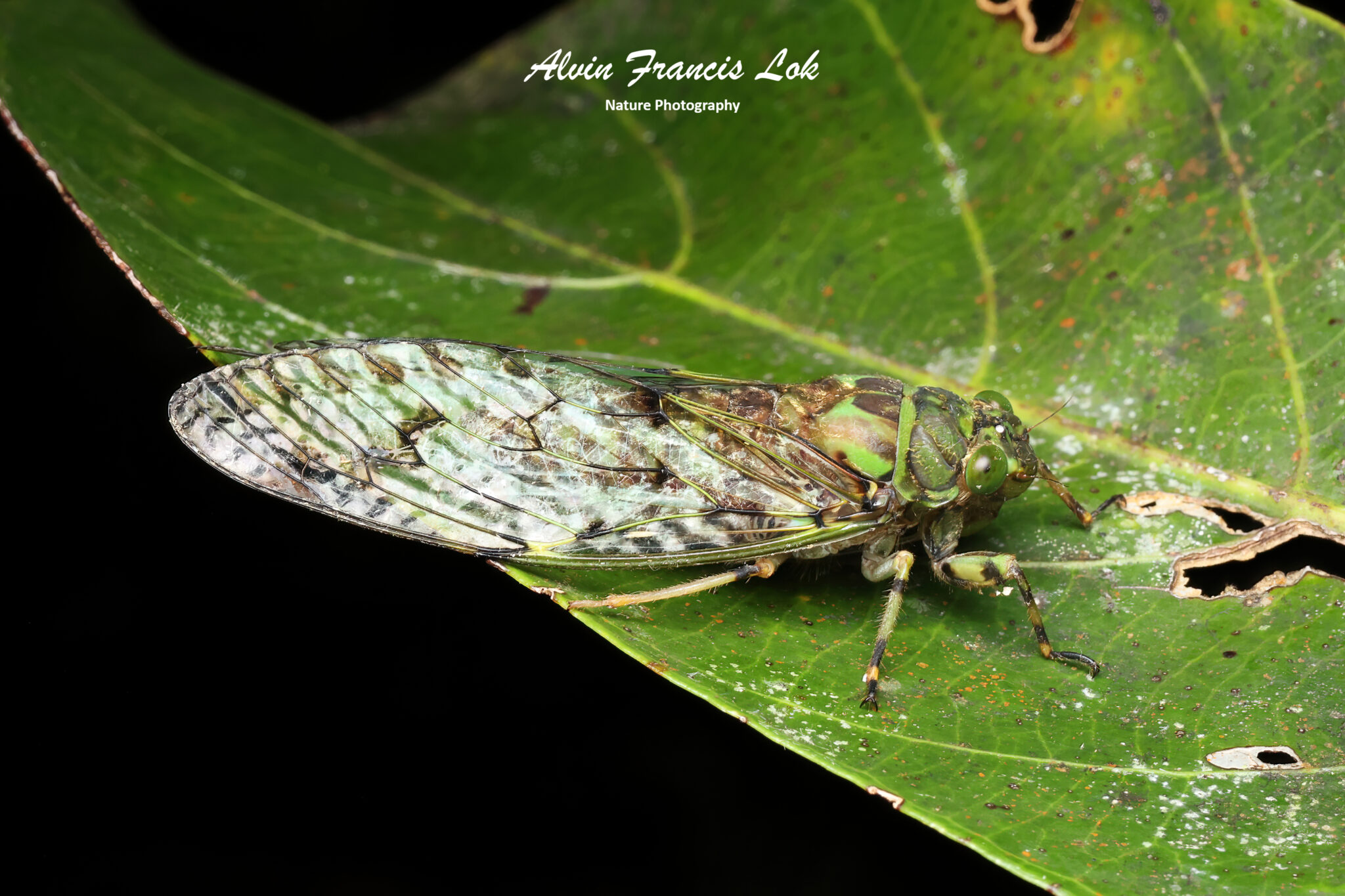 Family Cicadidae (Cicadas) - Biodiversity (Singapore)