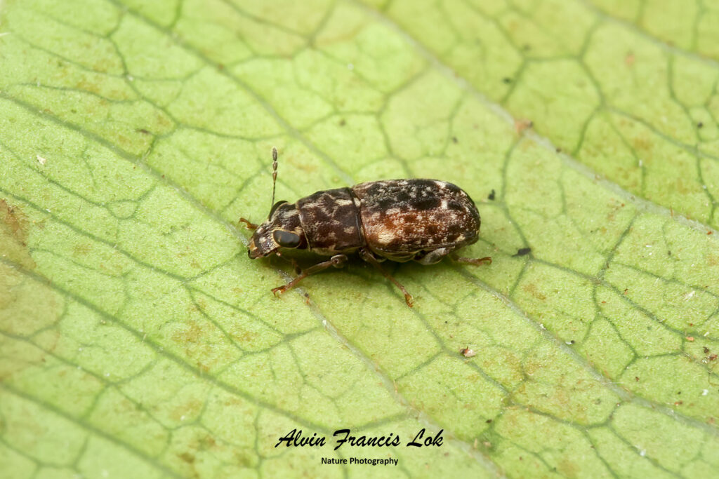 Family Anthribidae (Fungus Weevils) - Biodiversity (Singapore)