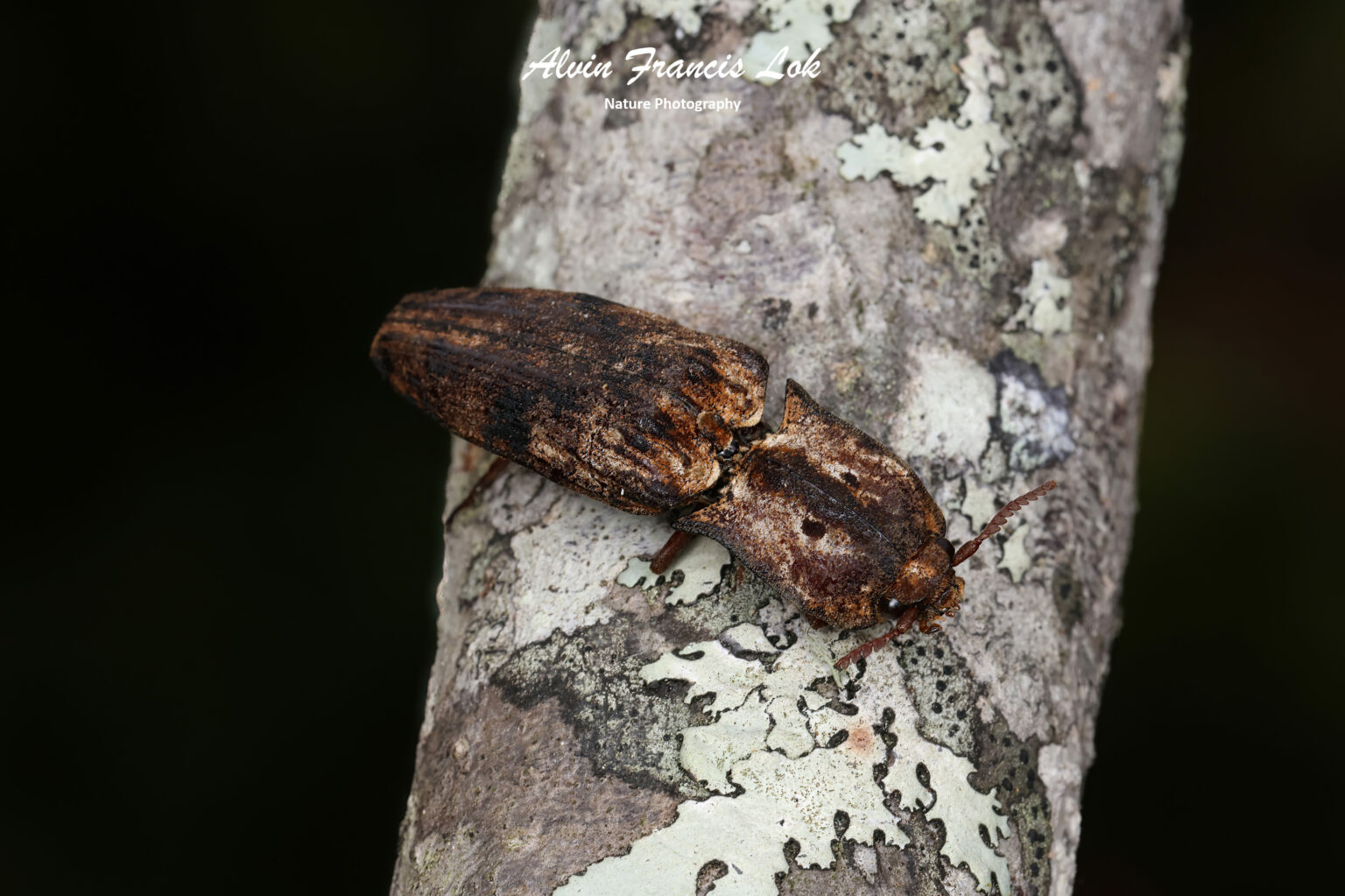 Family Elateridae (Click Beetles) - Biodiversity (Singapore)