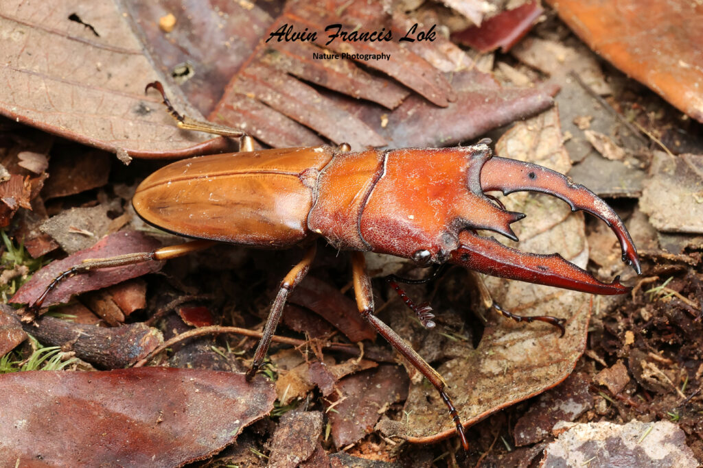 Family Lucanidae (Stag Beetles) - Biodiversity (Singapore)