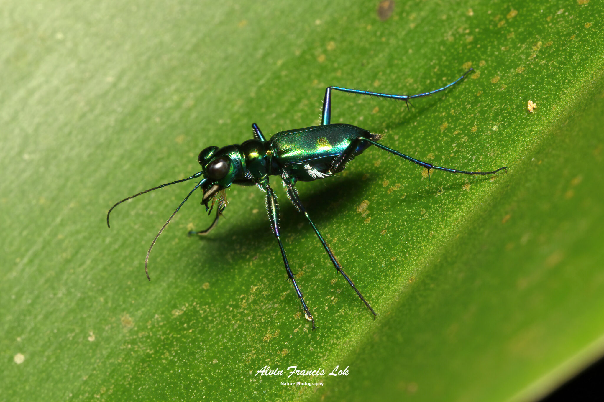 Family Carabidae (Ground Beetles) - Biodiversity (Singapore)