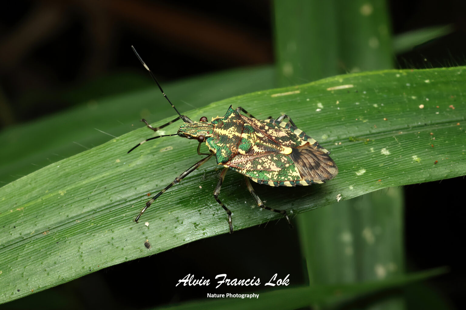 Family Pentatomidae (Stink Bugs) - Biodiversity (Singapore)