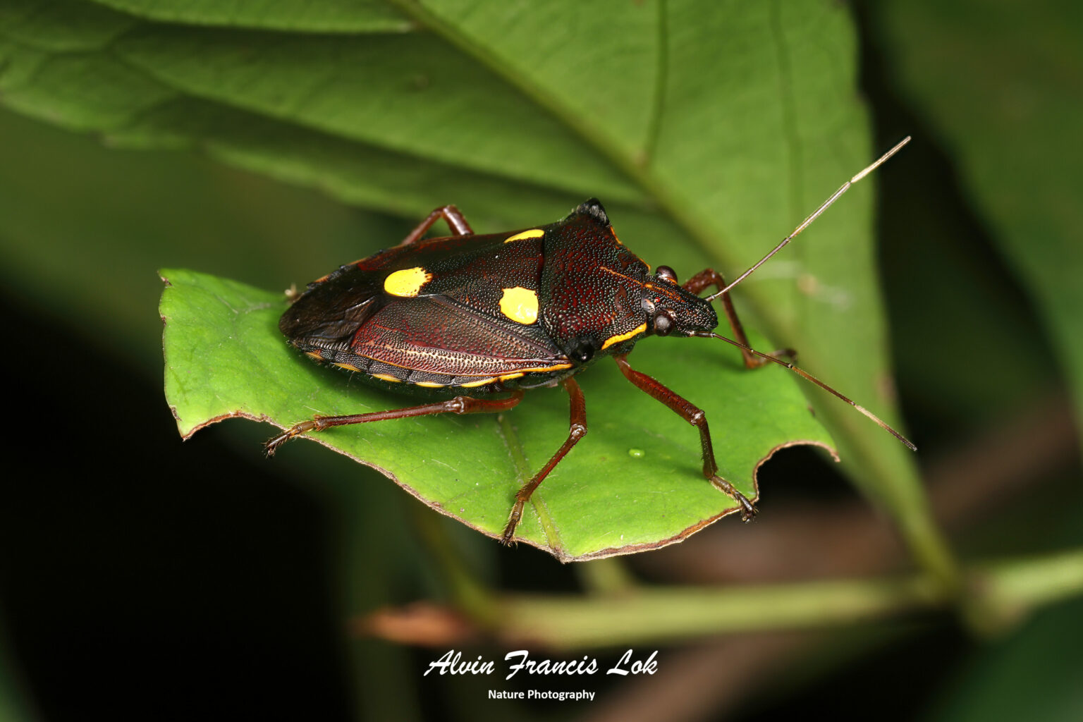 Family Pentatomidae (Stink Bugs) - Biodiversity (Singapore)