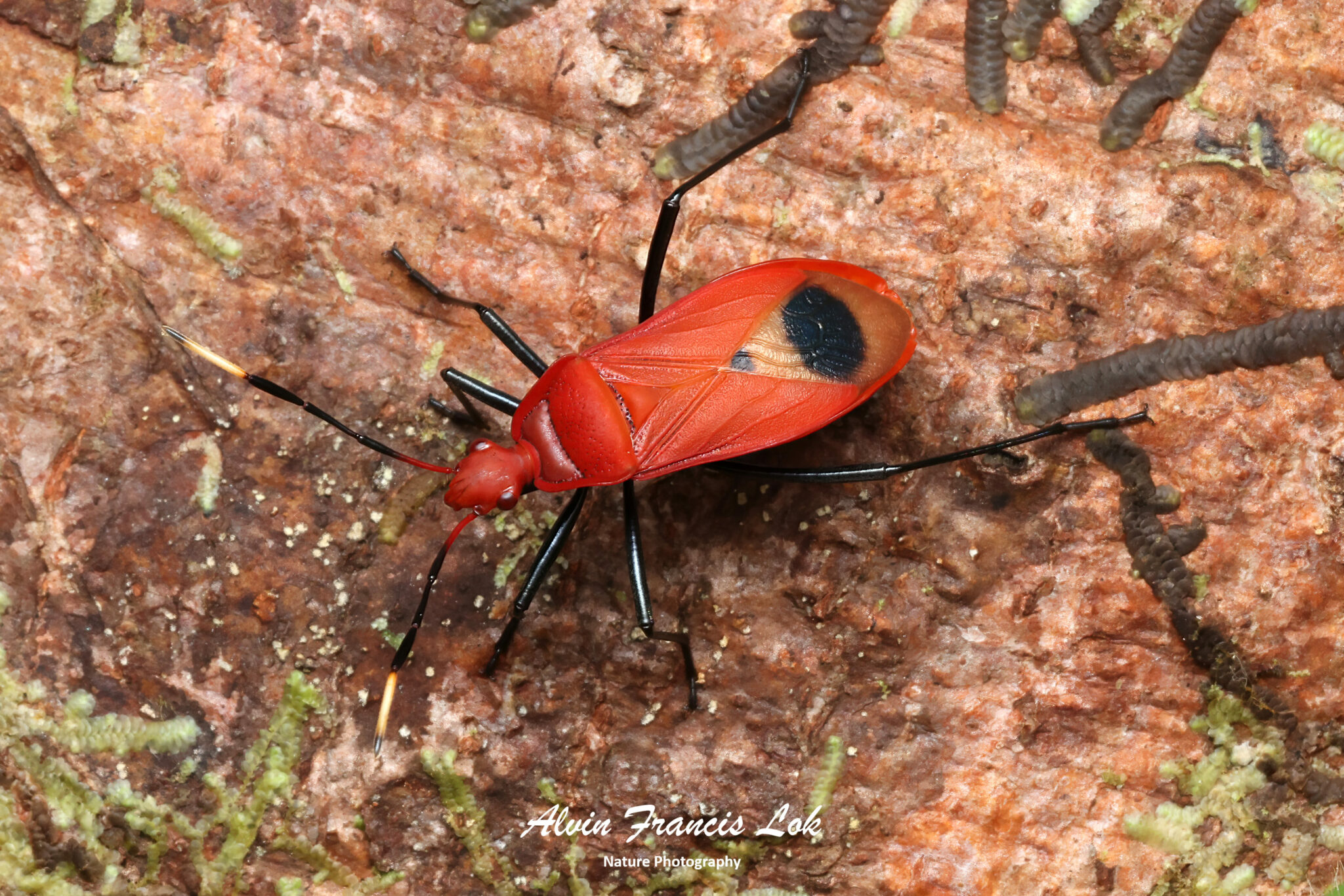 Family Pyrrhocoridae (Red Bugs) - Biodiversity (Singapore)