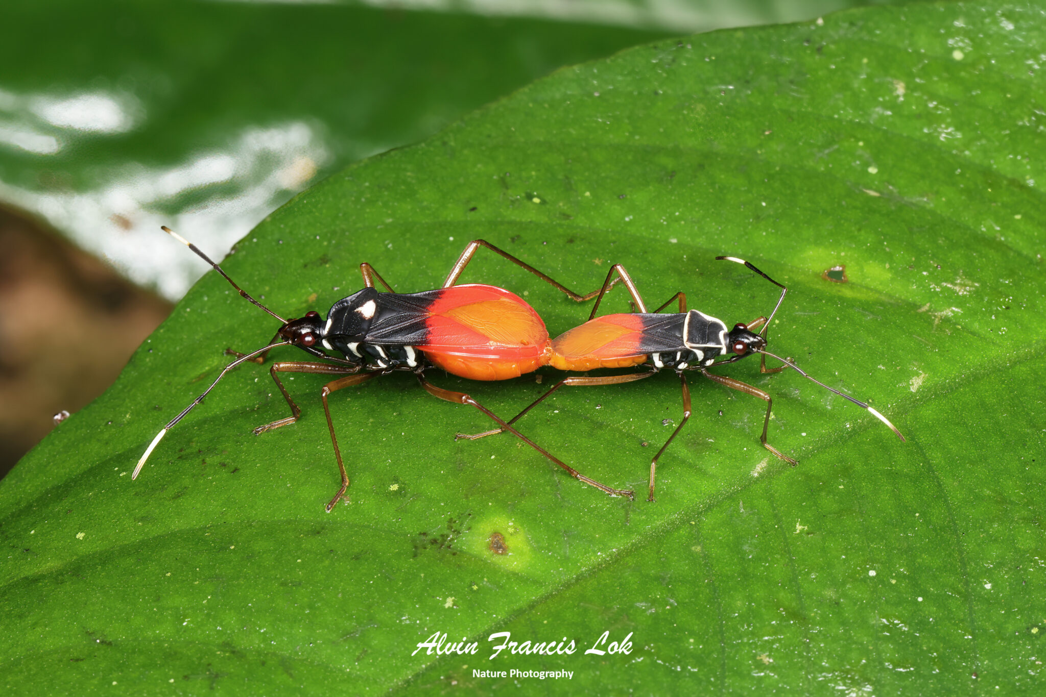 Family Pyrrhocoridae (Red Bugs) - Biodiversity (Singapore)