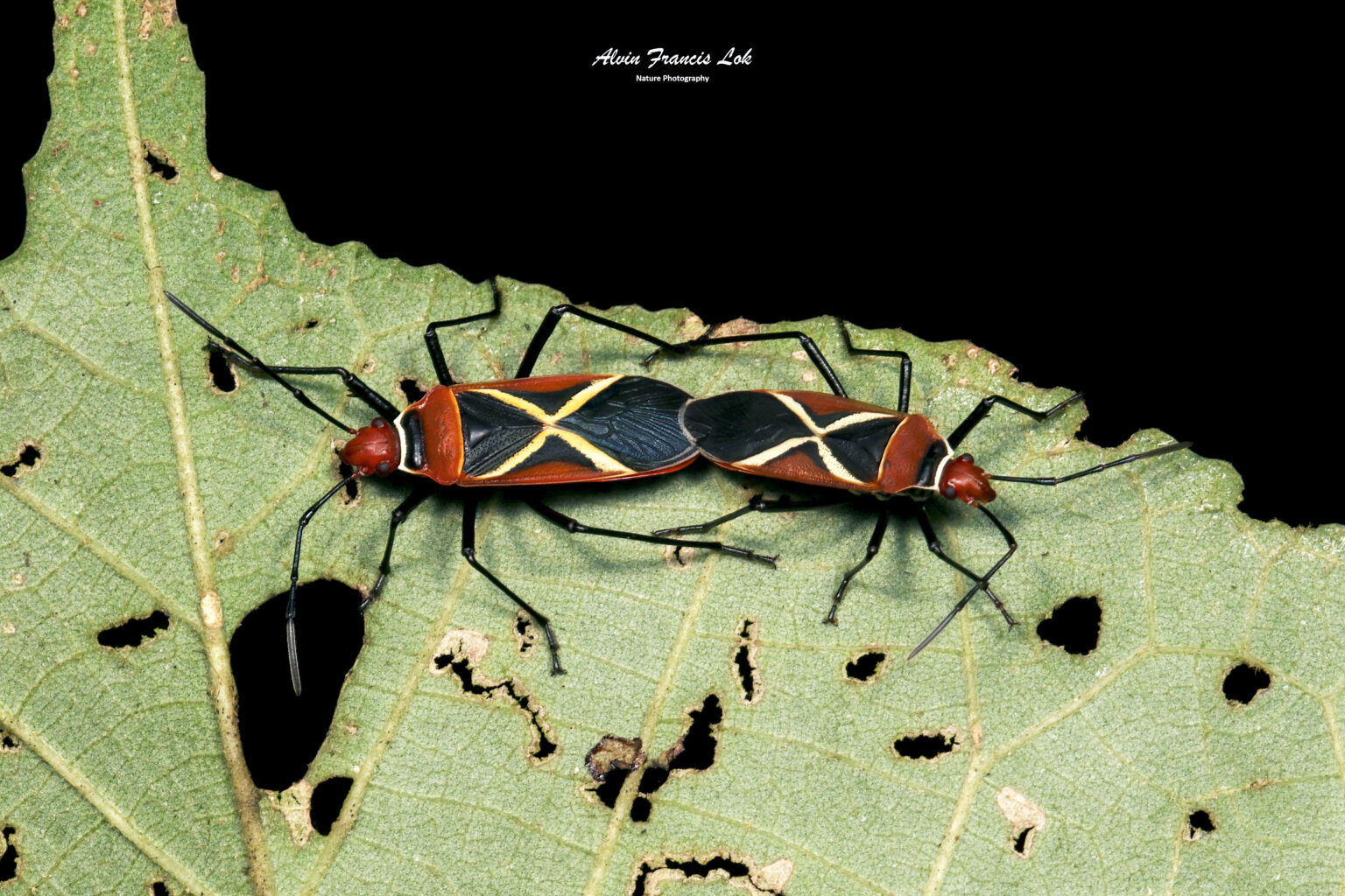 Family Pyrrhocoridae (Red Bugs) - Biodiversity (Singapore)