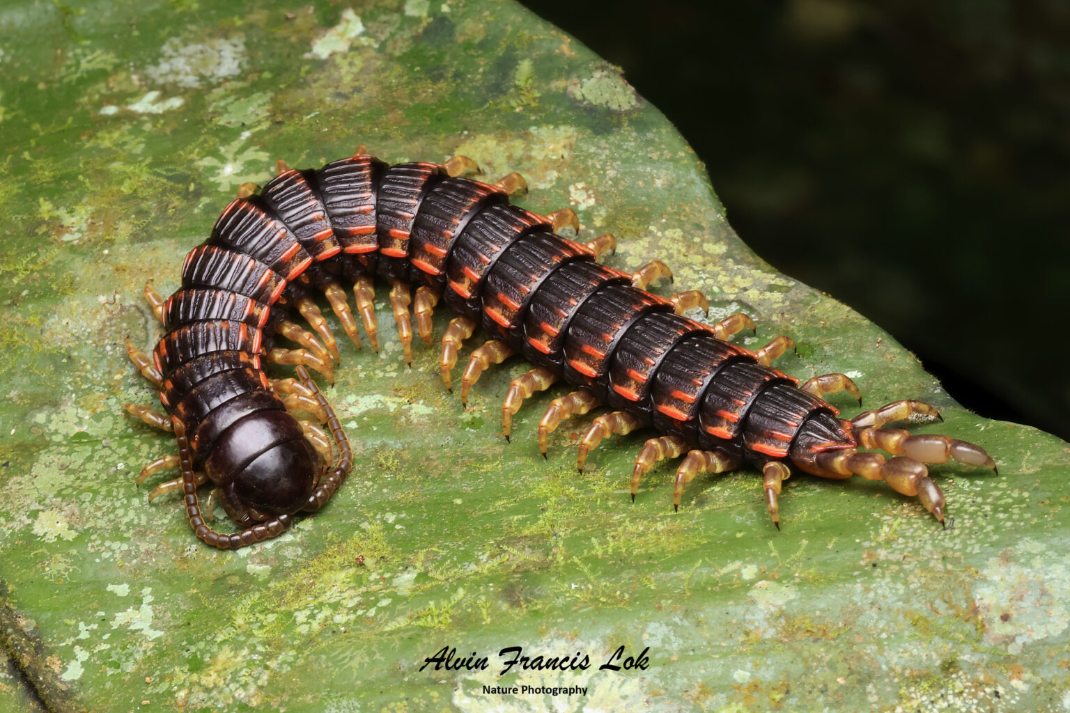 Myriapoda (Centipedes and Millipedes) - Biodiversity (Singapore)