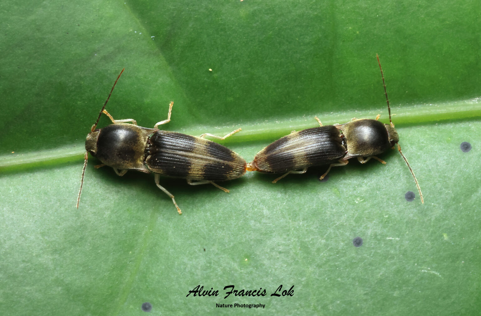 Family Elateridae (Click Beetles) - Biodiversity (Singapore)