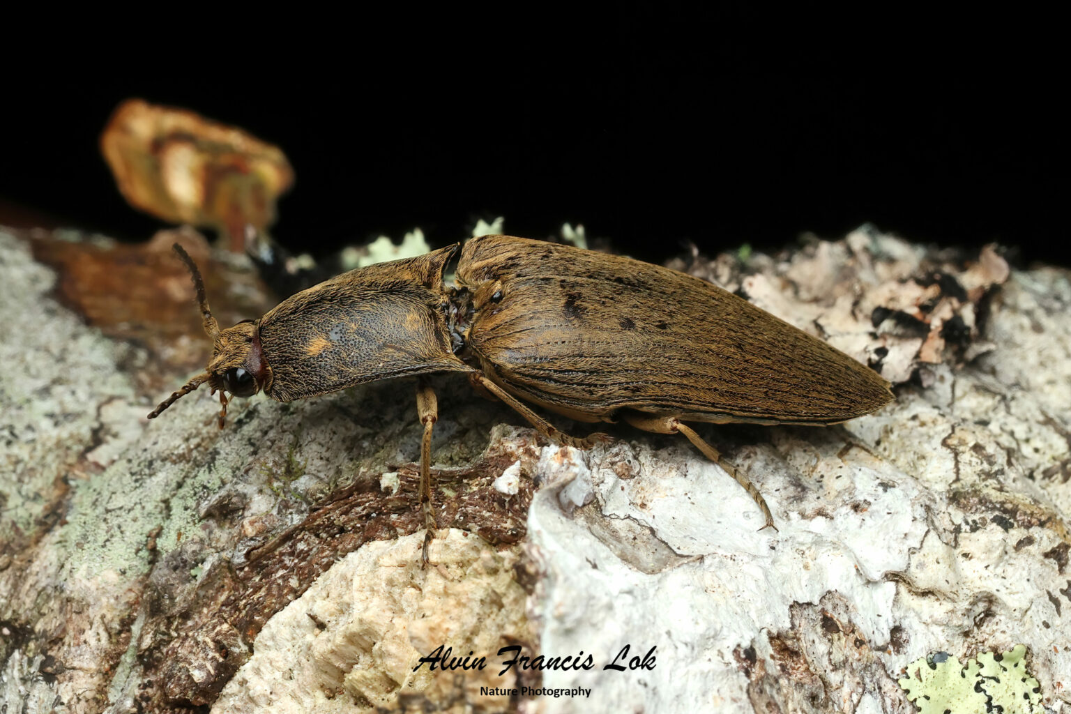 Family Elateridae (Click Beetles) - Biodiversity (Singapore)
