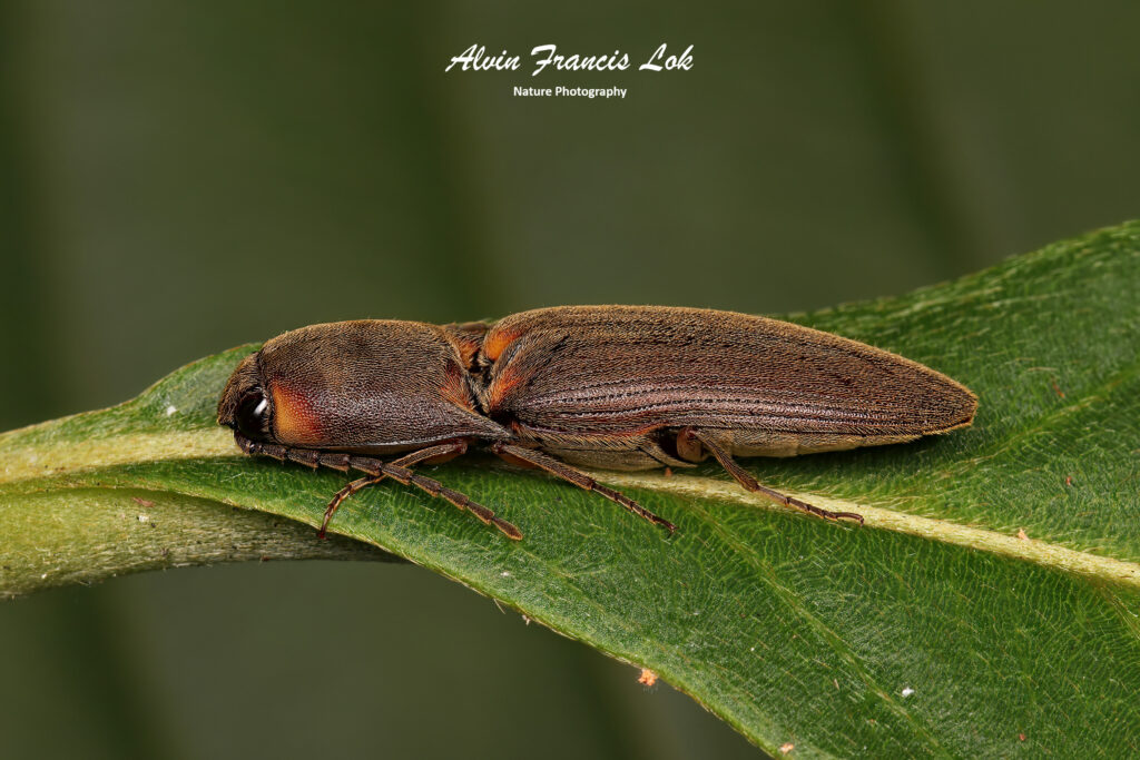 Family Elateridae (Click Beetles) - Biodiversity (Singapore)