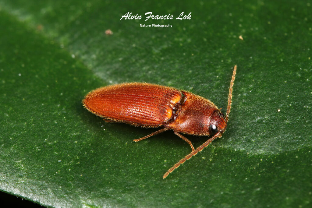 Family Elateridae (Click Beetles) - Biodiversity (Singapore)
