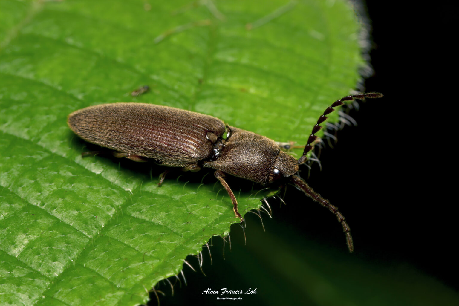 Family Elateridae (Click Beetles) - Biodiversity (Singapore)