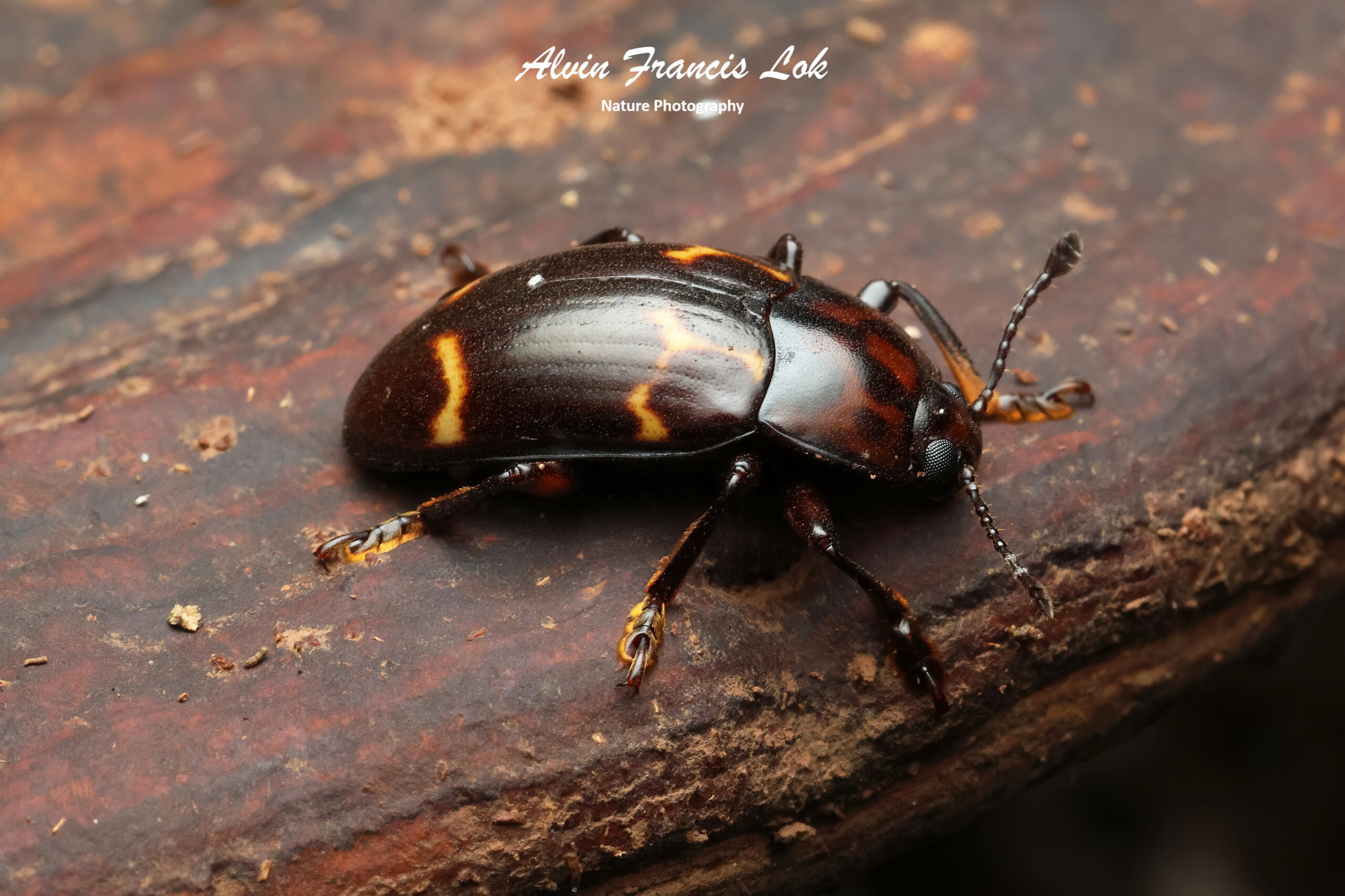 Erotylinae-Singapore-0K0A9974 - Biodiversity (Singapore)