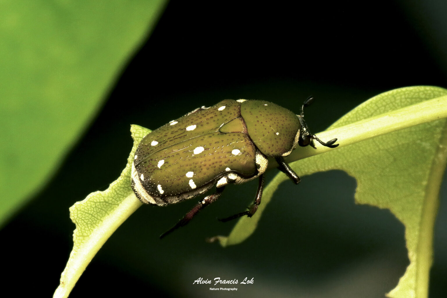 Family Scarabaeidae (Scarab Beetles) - Biodiversity (Singapore)