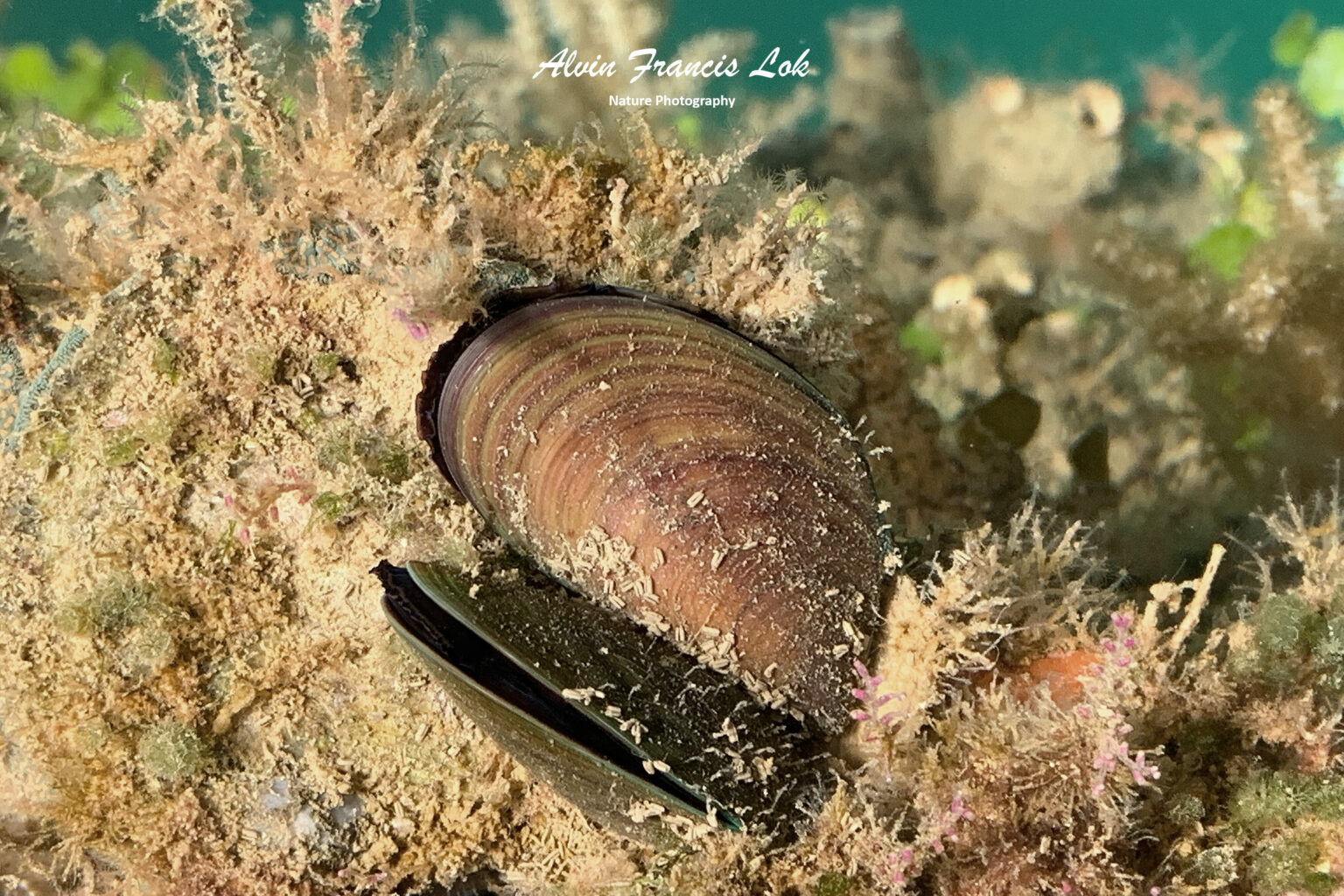 Marine life - Biodiversity (Singapore)
