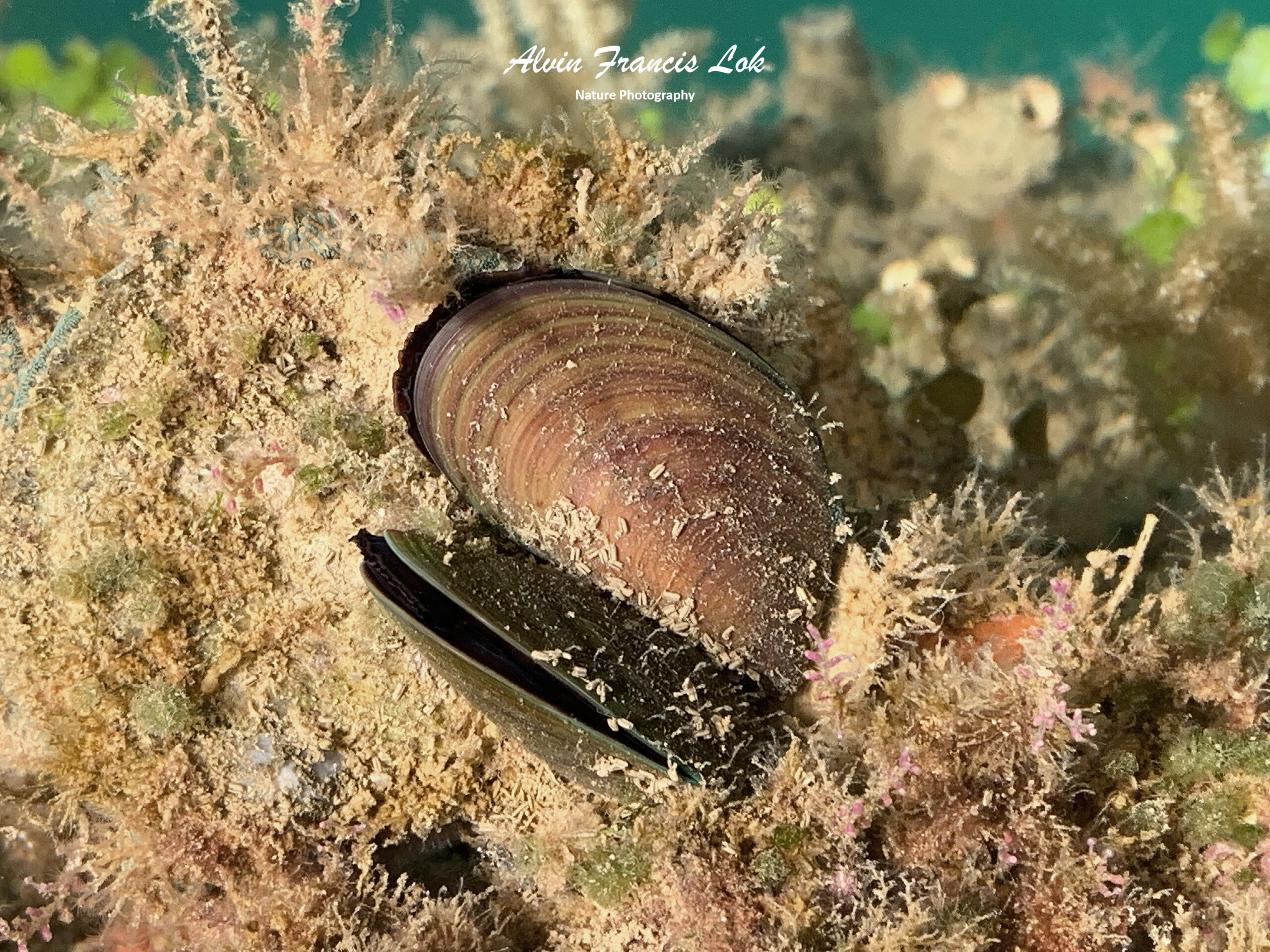 Green-Mussel-Perna-viridis - Biodiversity (Singapore)