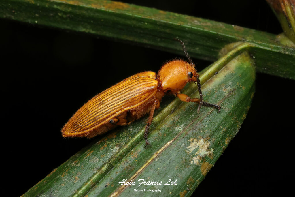 Family Elateridae (Click Beetles) - Biodiversity (Singapore)