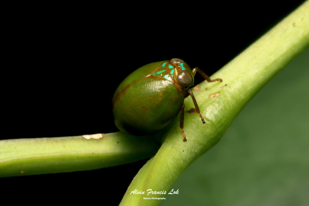 Family Issidae - Biodiversity (Singapore)