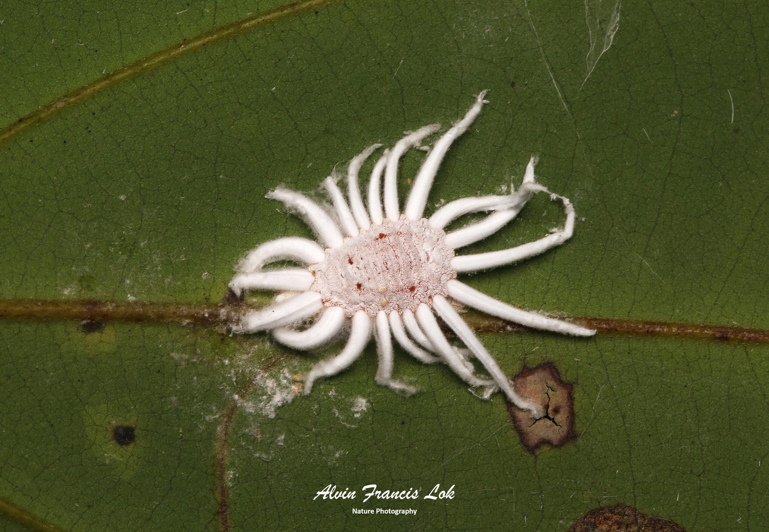 Icerya-sp.-Singapore-086A0758 - Biodiversity (Singapore)
