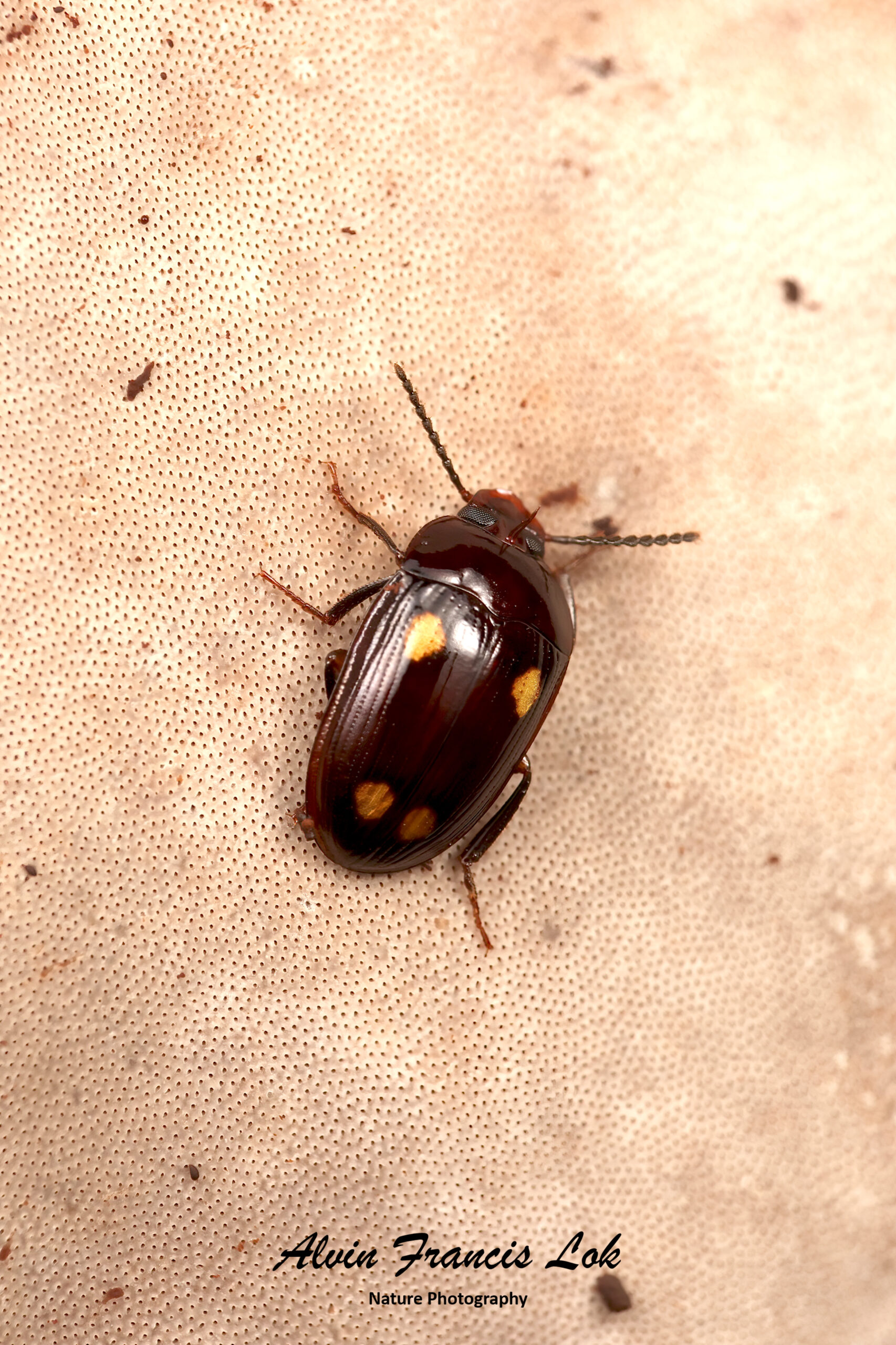 Family Tenebrionidae (Darkling Beetles) - Biodiversity (Singapore)
