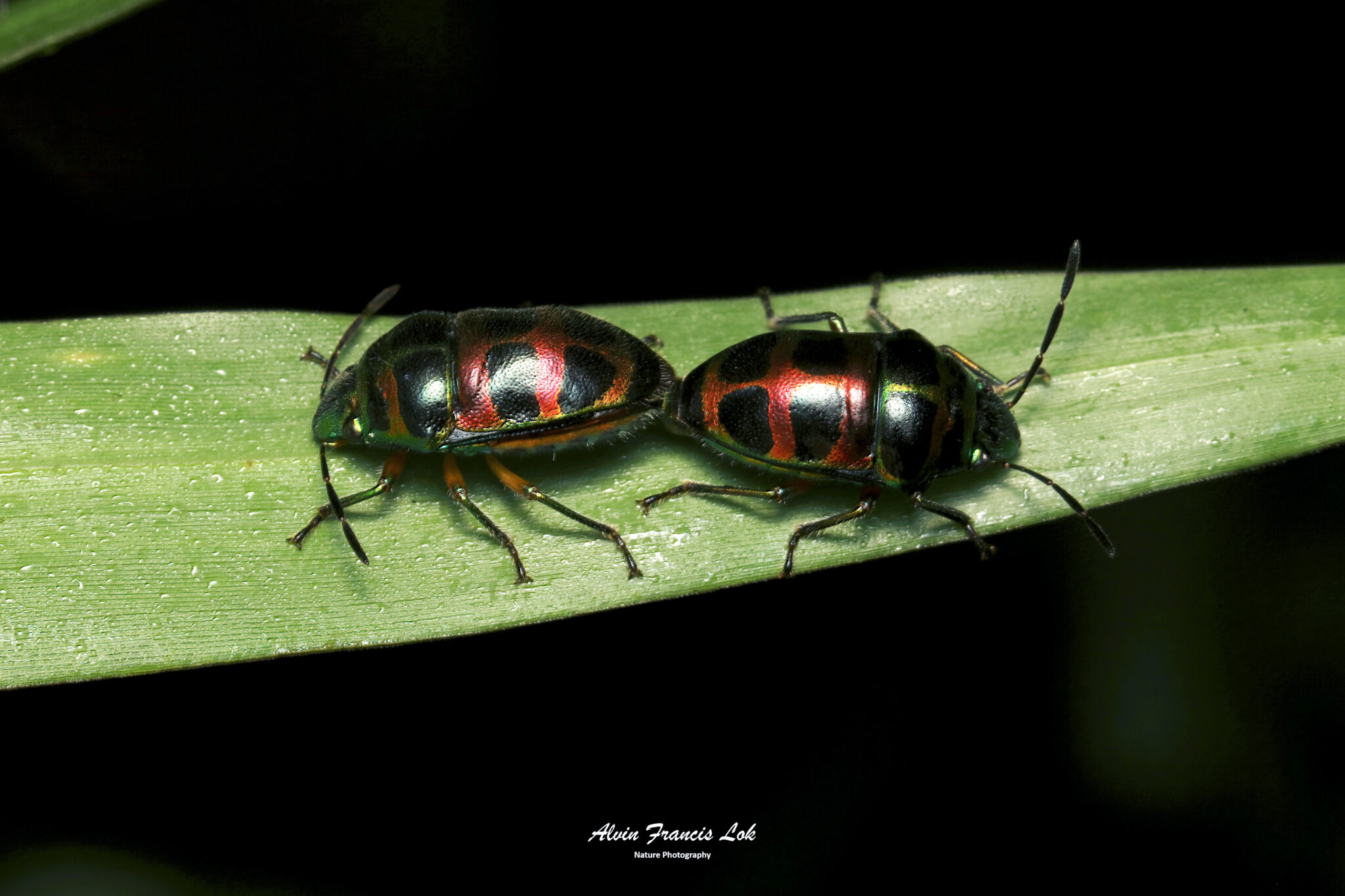 Family Scutelleridae (Jewel Bugs) - Biodiversity (Singapore)