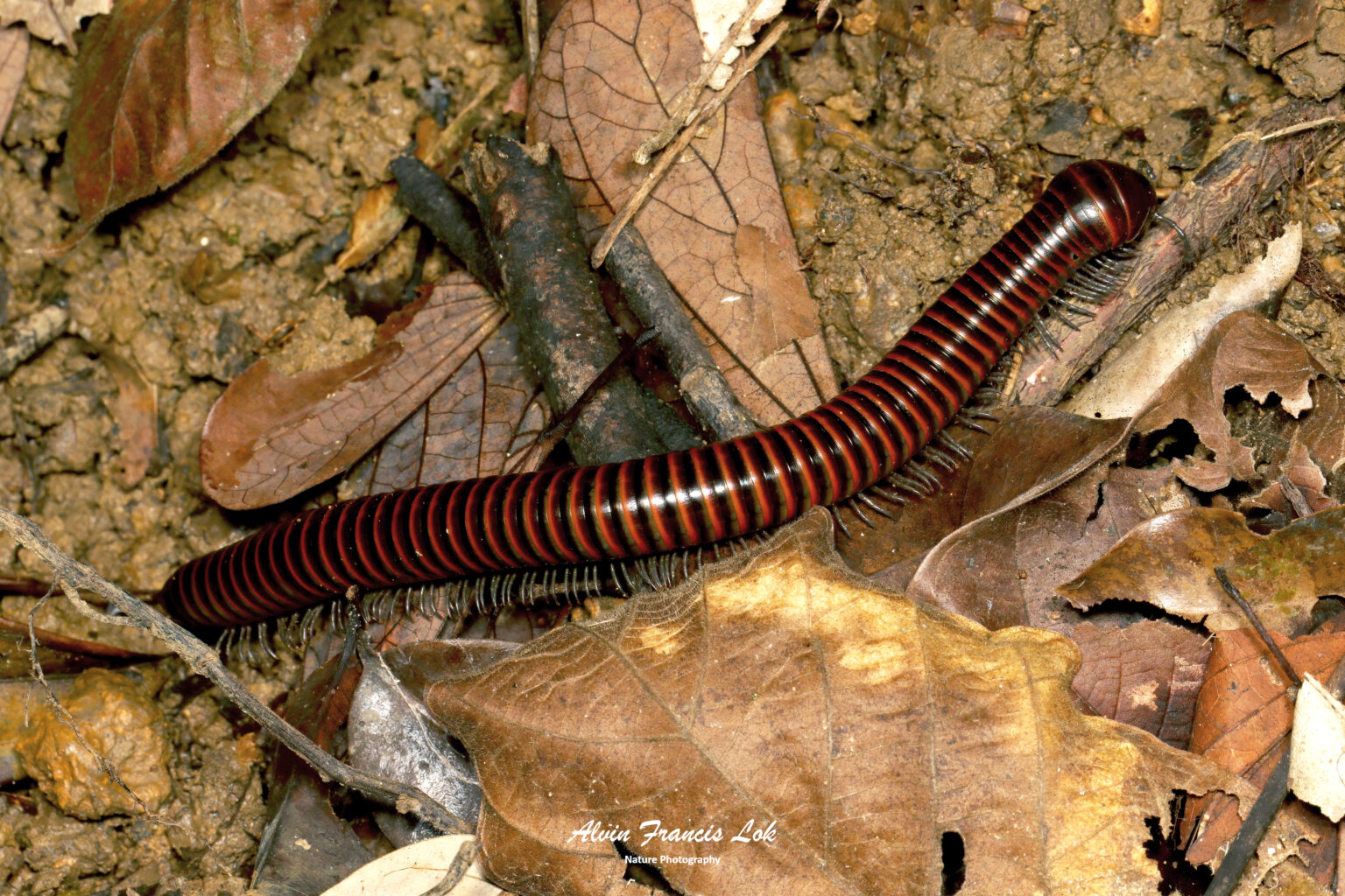 Myriapoda (Centipedes and Millipedes) - Biodiversity (Singapore)