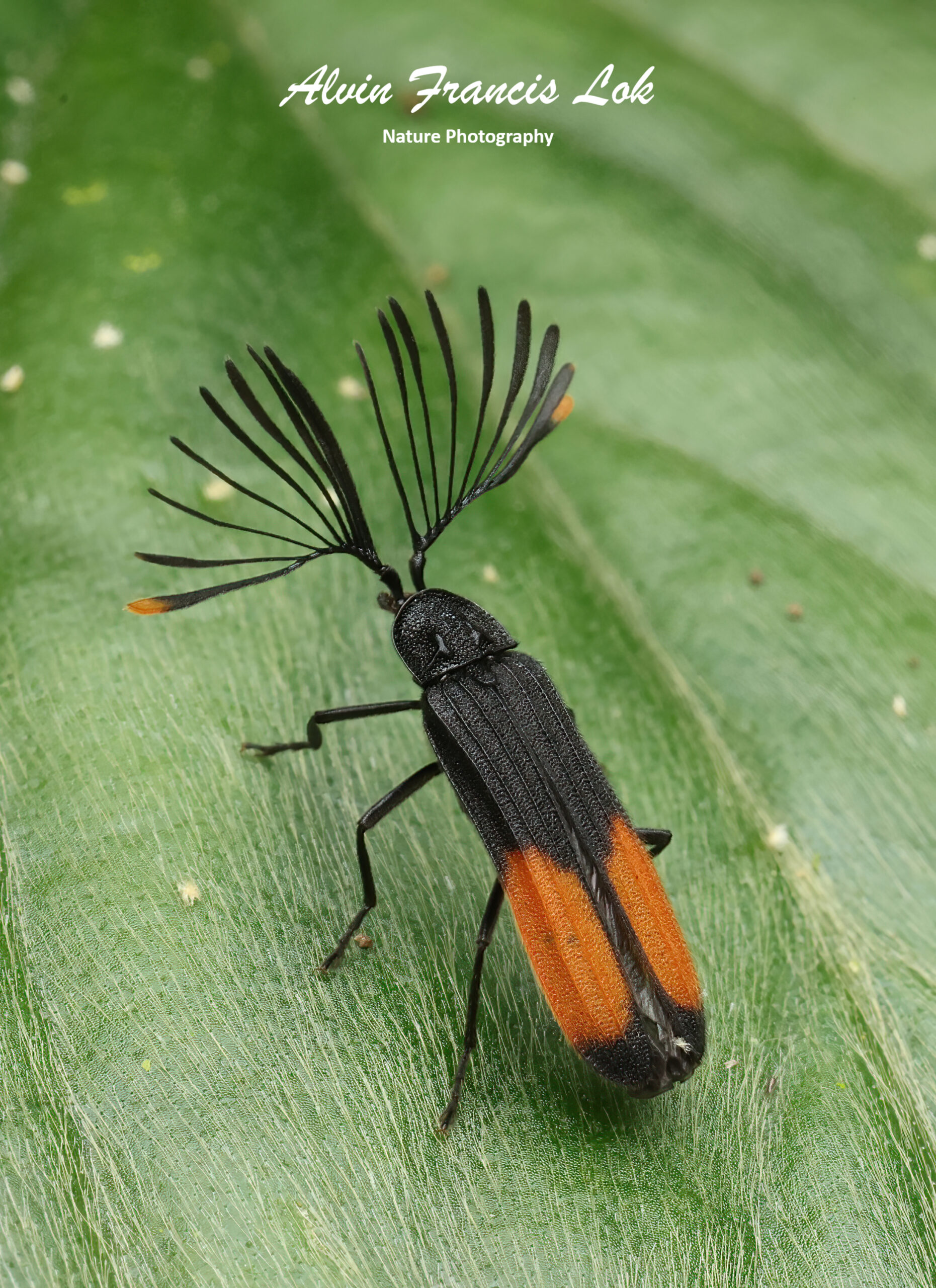 Lycidae (Net-winged Beetles) - Biodiversity (Singapore)