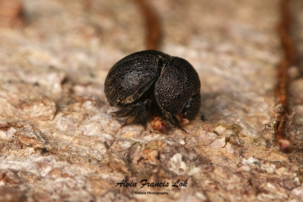 Family Hybosoridae (Scavenger Scarab Beetles) - Biodiversity (Singapore)