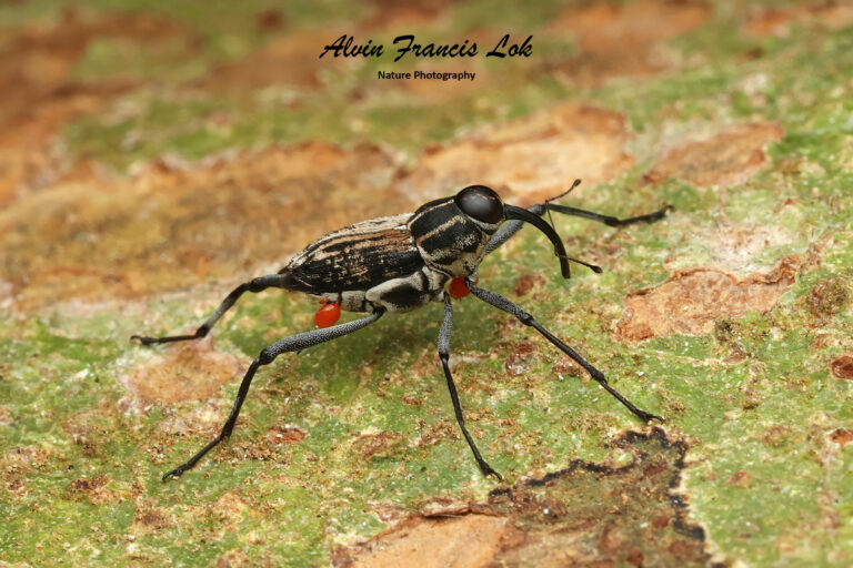 Family Curculionidae (Snout Beetle Weevil) - Biodiversity (Singapore)