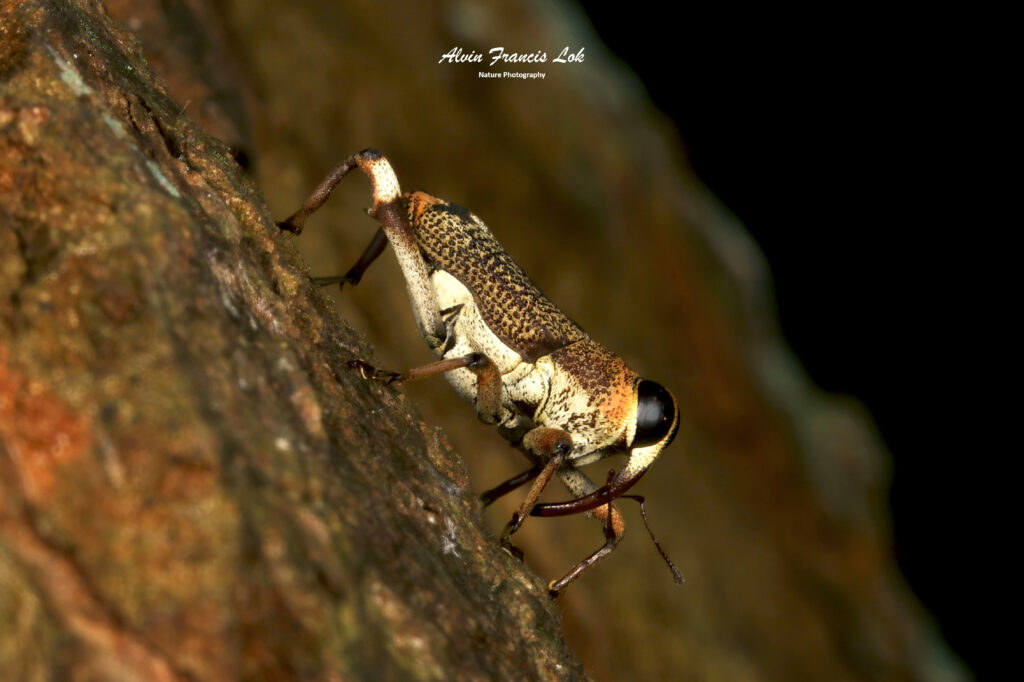 Family Curculionidae (Snout Beetle Weevil) - Biodiversity (Singapore)