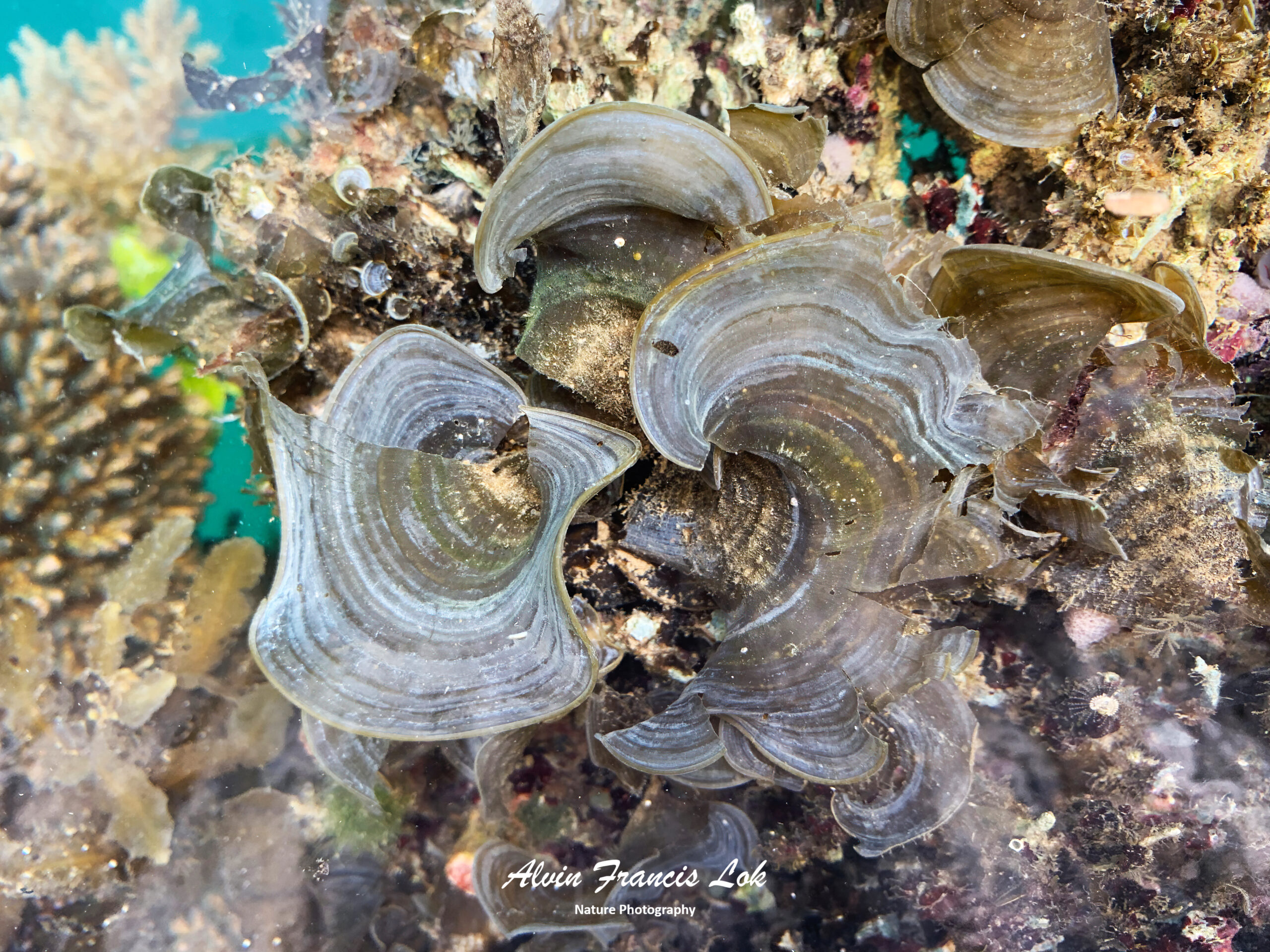 Mermaids-fan-seaweed-Padina-sp - Biodiversity (Singapore)