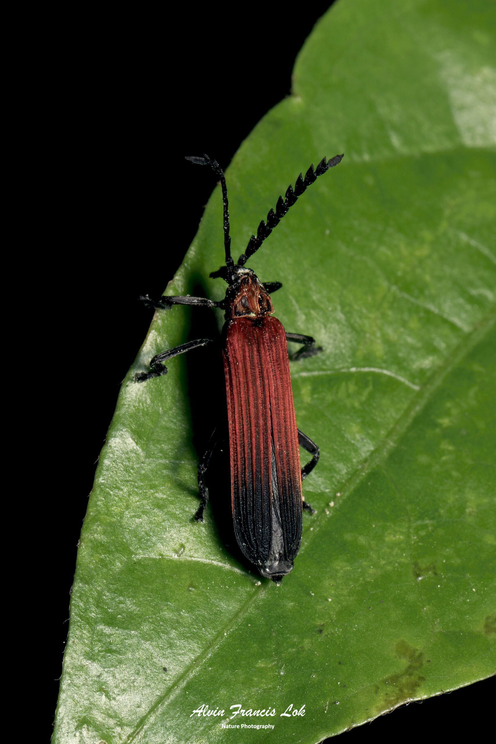 Lycidae (Net-winged Beetles) - Biodiversity (Singapore)