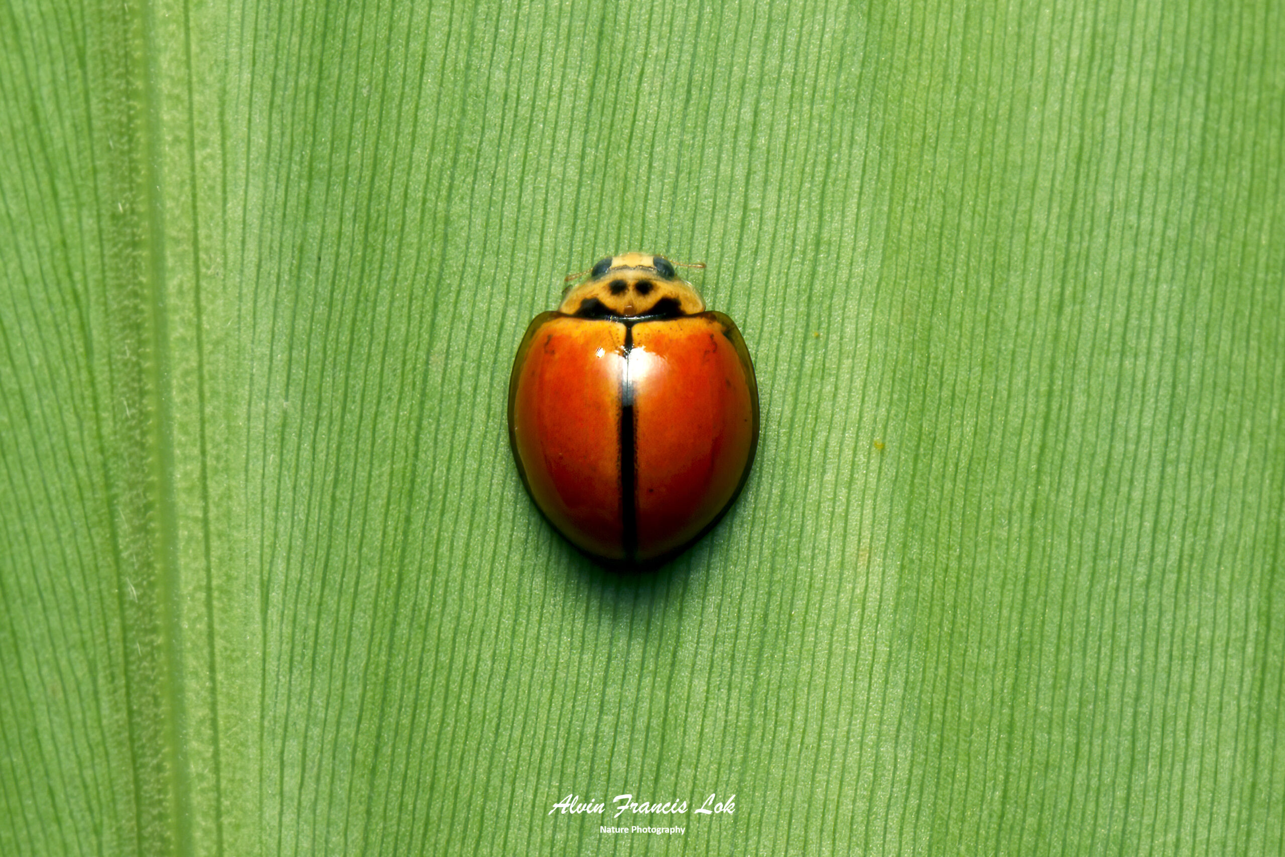 Micraspis-discolor-Singapore-086A5174 - Biodiversity (Singapore)