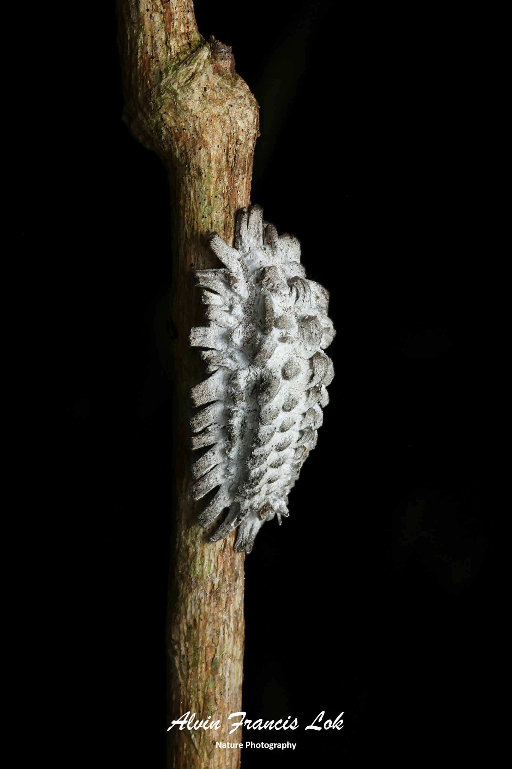 Family Monophlebidae (Giant Scale Insects) - Biodiversity (Singapore)