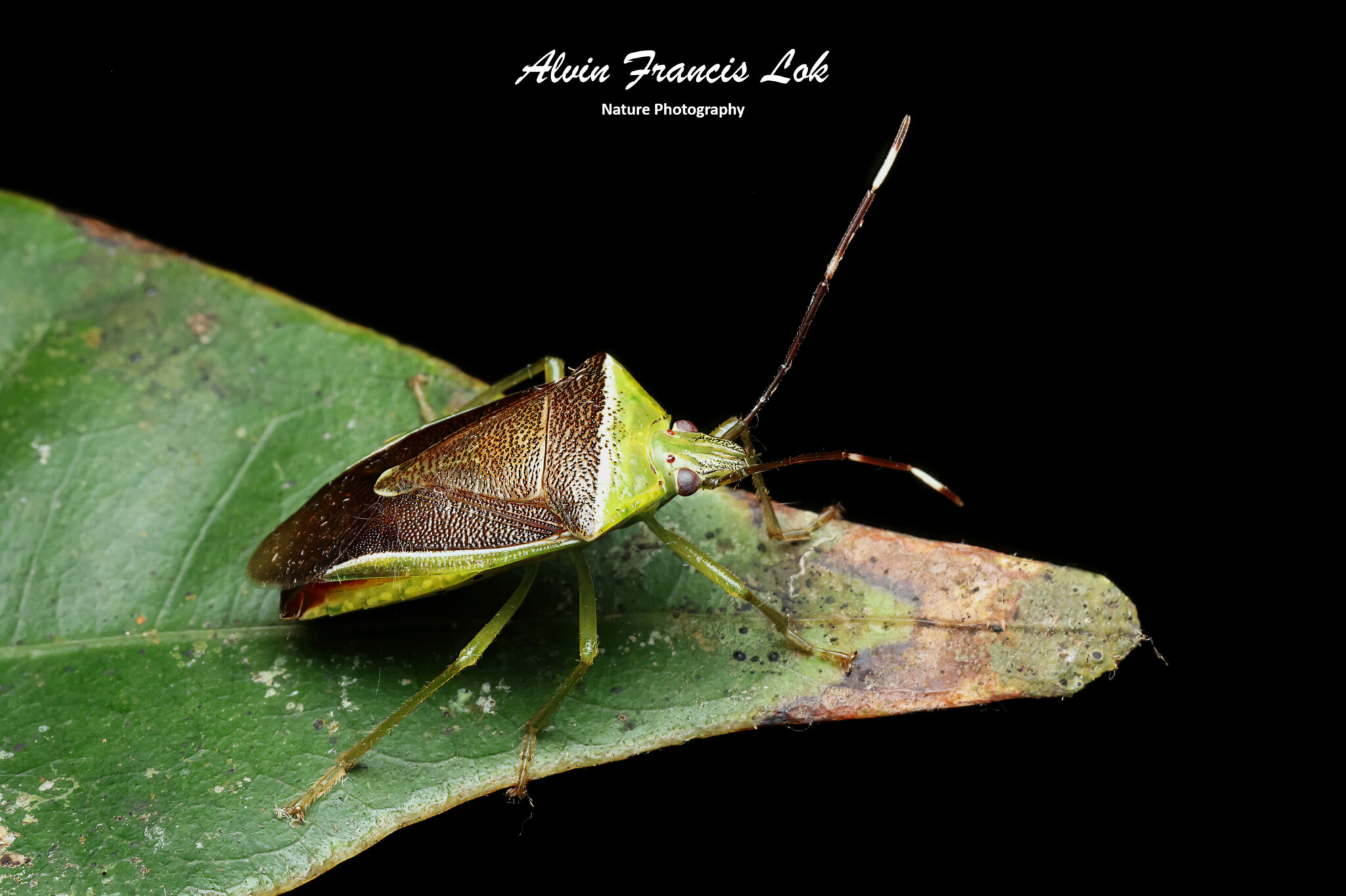 Family Pentatomidae (Stink Bugs) - Biodiversity (Singapore)