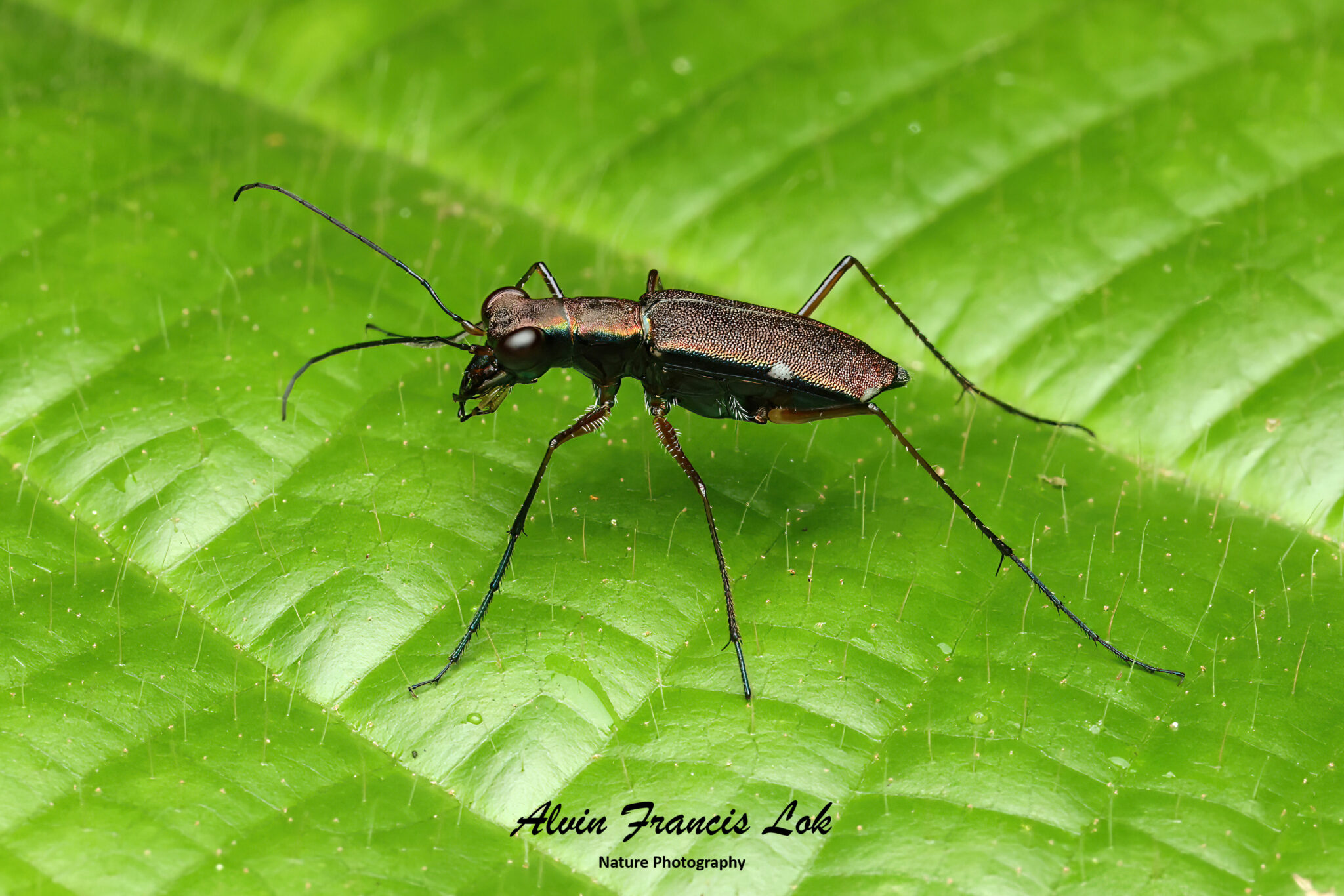 Family Carabidae (Ground Beetles) - Biodiversity (Singapore)