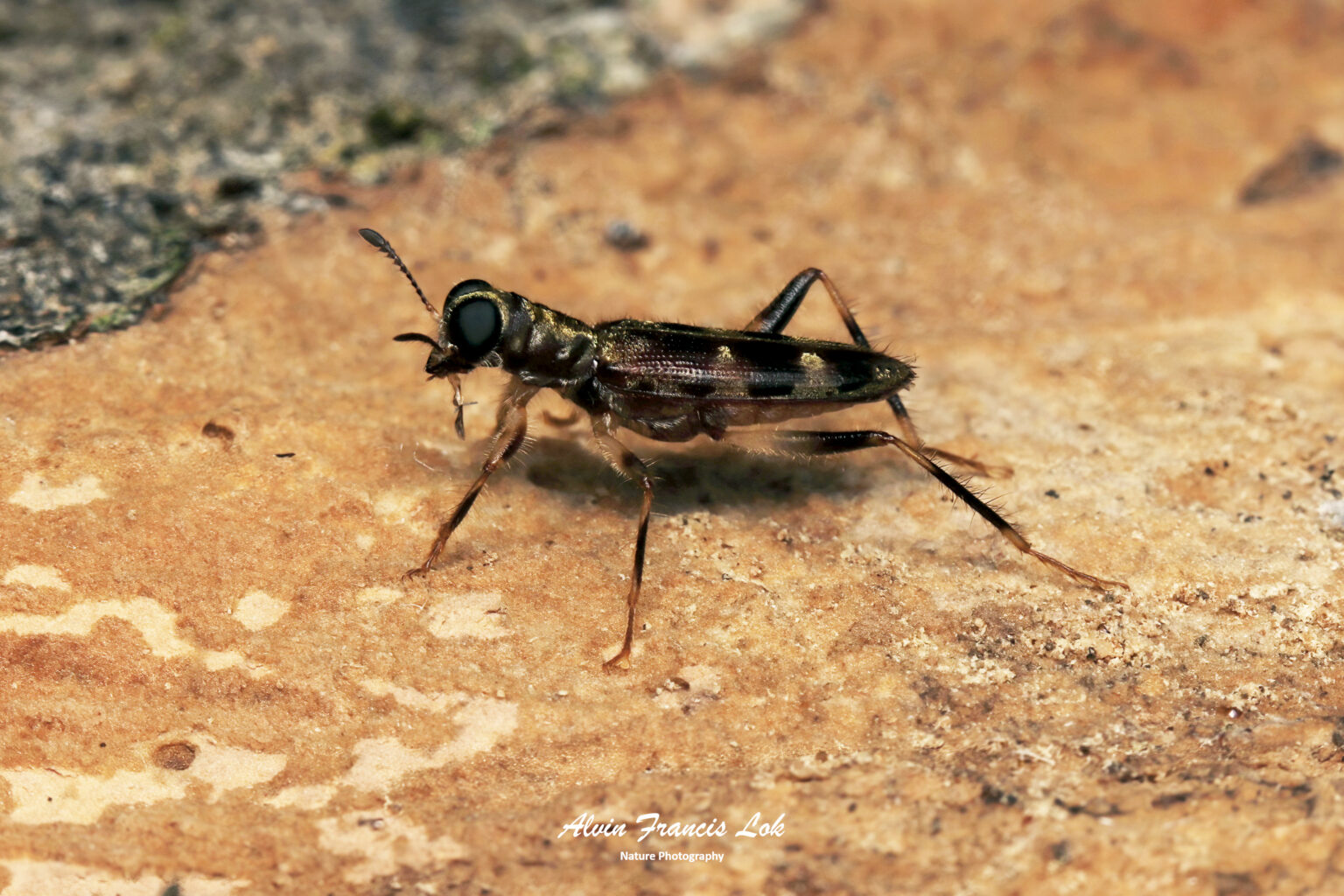 Family Cleridae (Checkered Beetles) - Biodiversity (Singapore)
