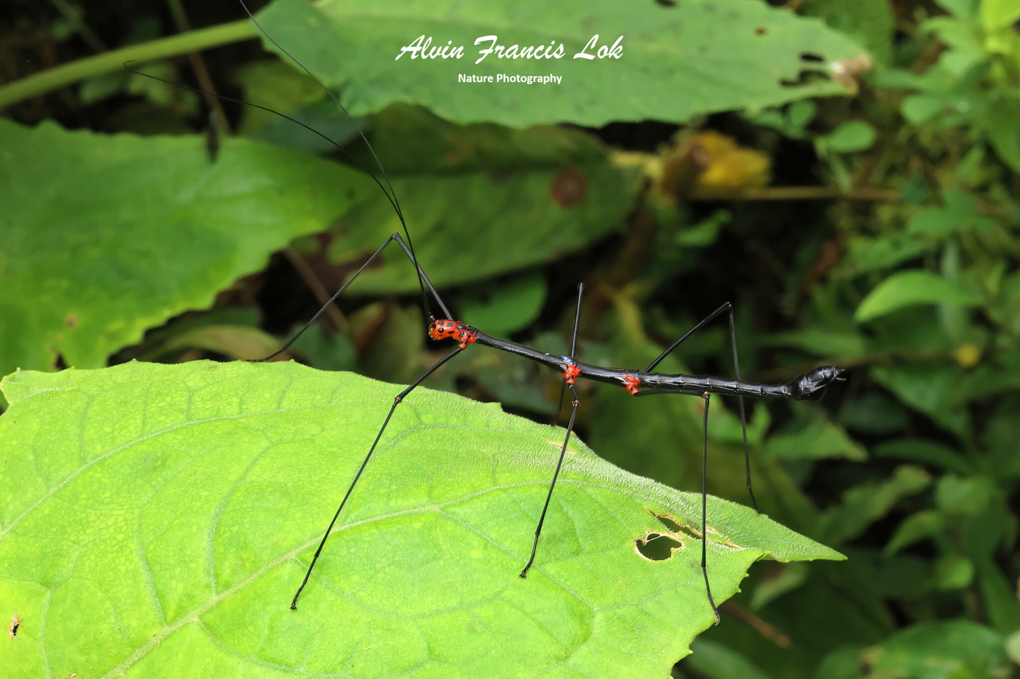 Phasmatodea (Stick & Leaf Insects) - Biodiversity (Singapore)
