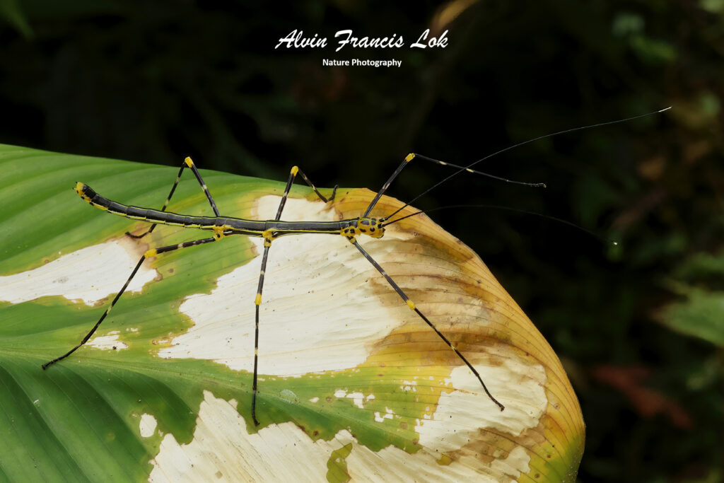 Phasmatodea (Stick & Leaf Insects) - Biodiversity (Singapore)