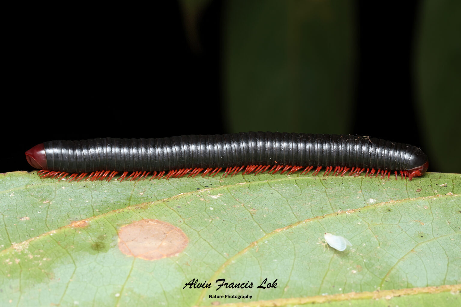 Myriapoda (Centipedes and Millipedes) - Biodiversity (Singapore)