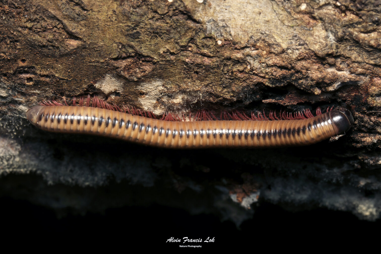 Myriapoda (Centipedes and Millipedes) - Biodiversity (Singapore)