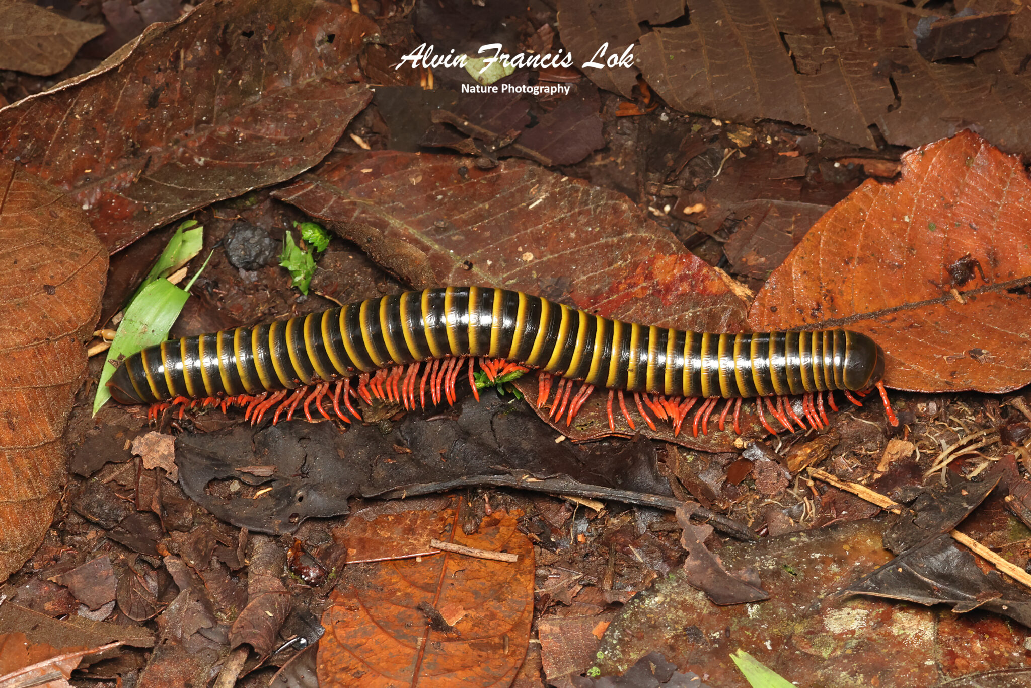 Myriapoda (Centipedes and Millipedes) - Biodiversity (Singapore)