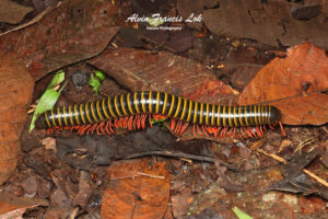 Myriapoda (Centipedes and Millipedes) - Biodiversity (Singapore)