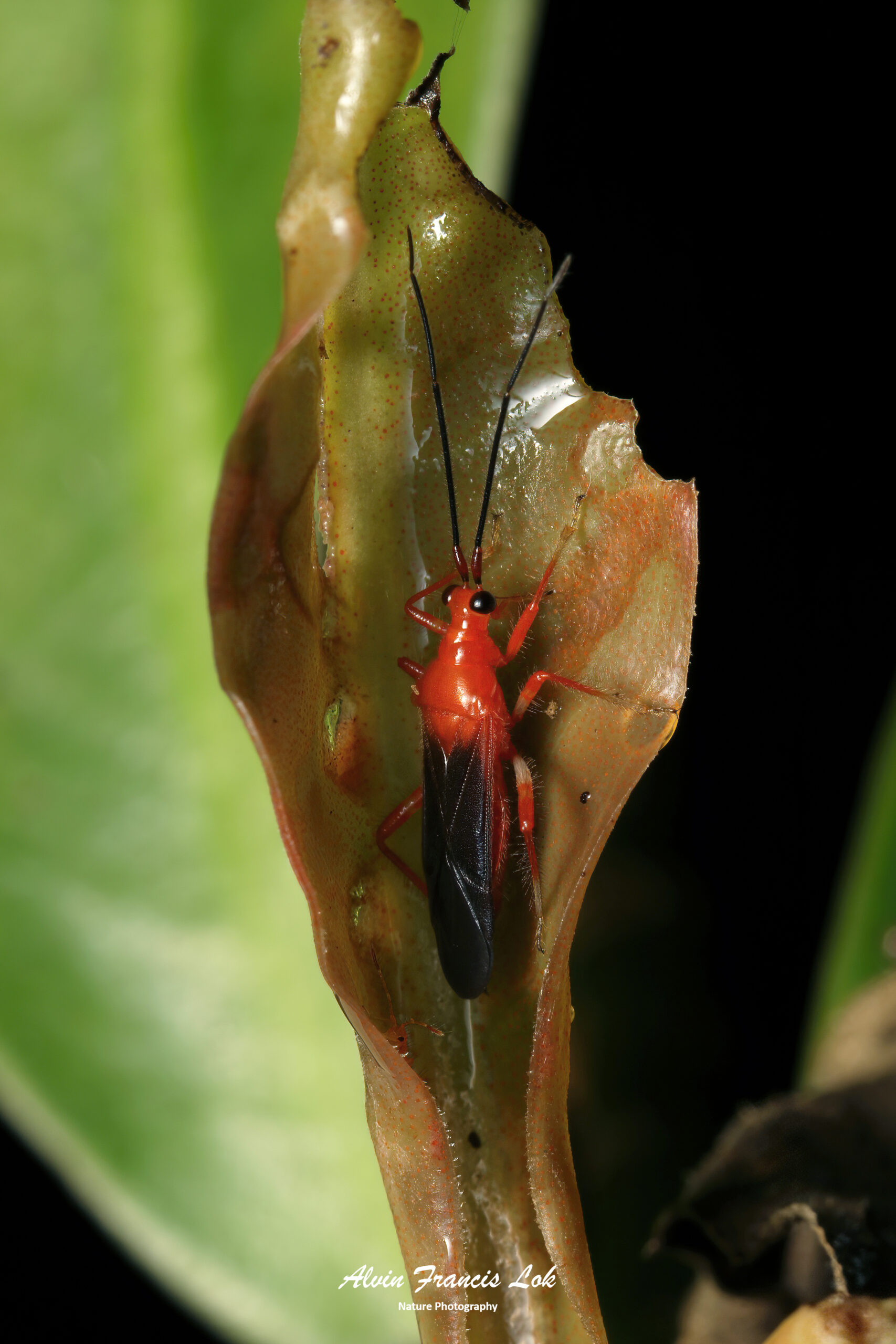 Family Miridae (Grass bugs) - Biodiversity (Singapore)