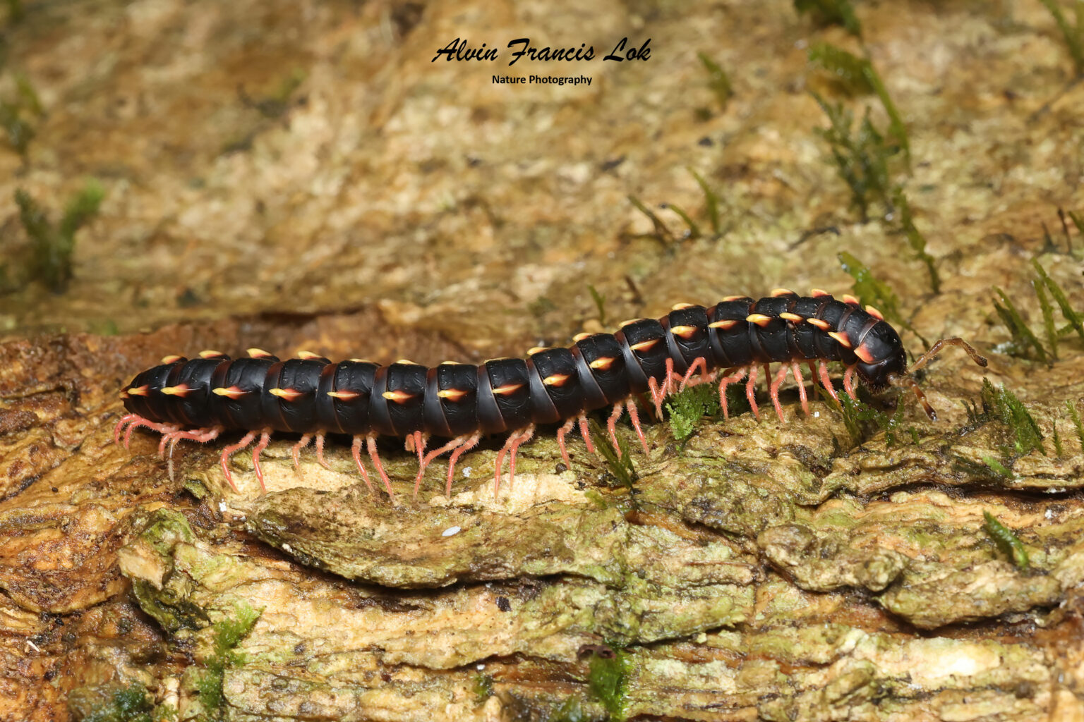 Myriapoda (Centipedes and Millipedes) - Biodiversity (Singapore)