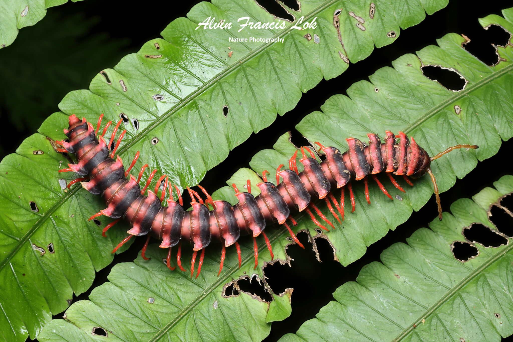 Myriapoda (Centipedes and Millipedes) - Biodiversity (Singapore)