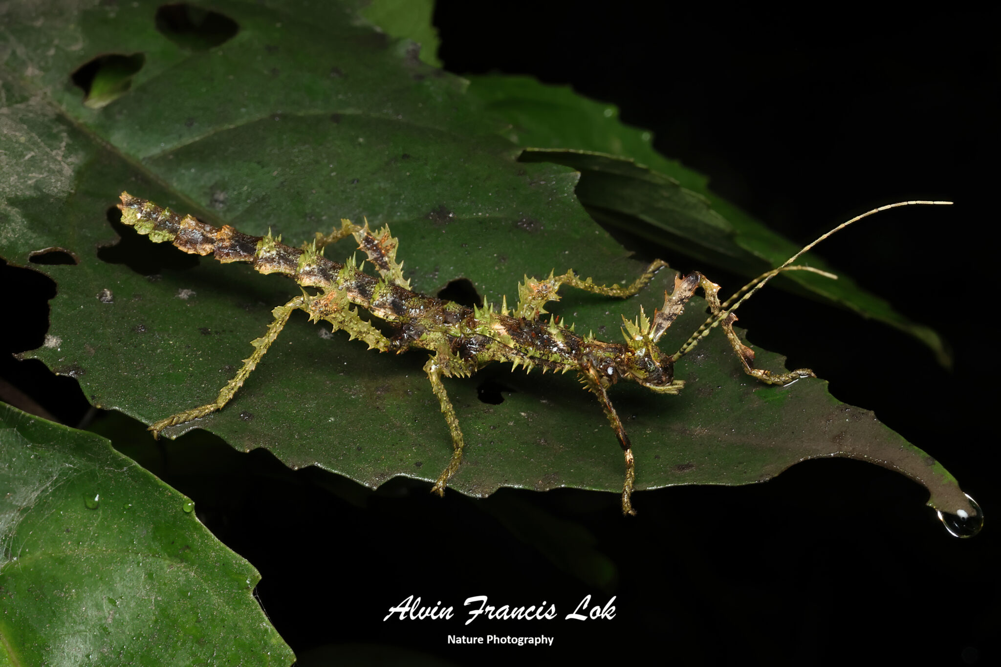 Phasmatodea (Stick & Leaf Insects) - Biodiversity (Singapore)
